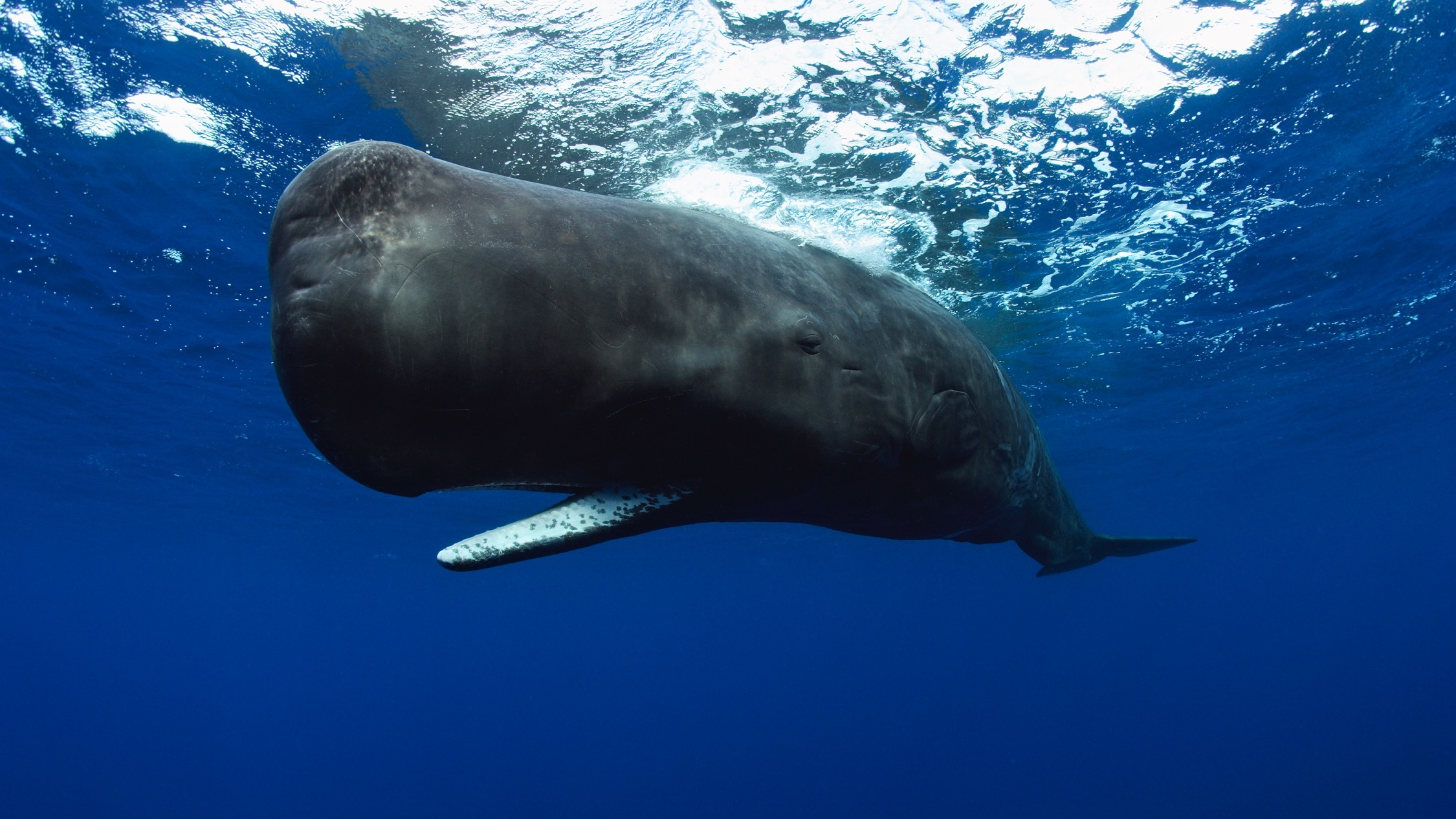 Whales | Tohora | Museums in Sydney