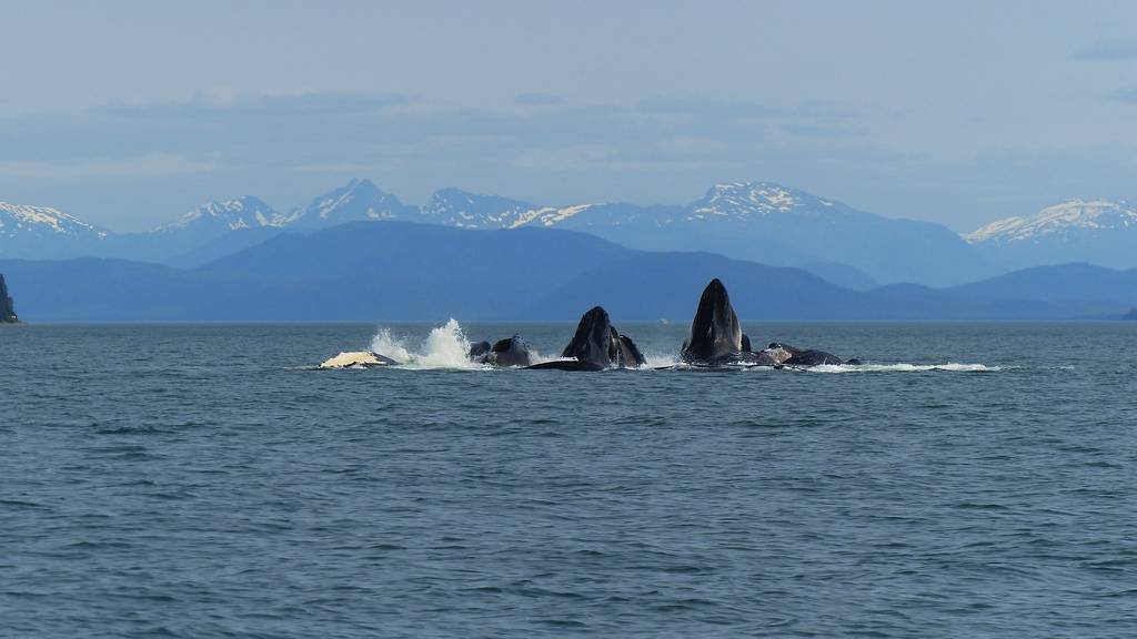 Whales | Tohora | Museums in Sydney