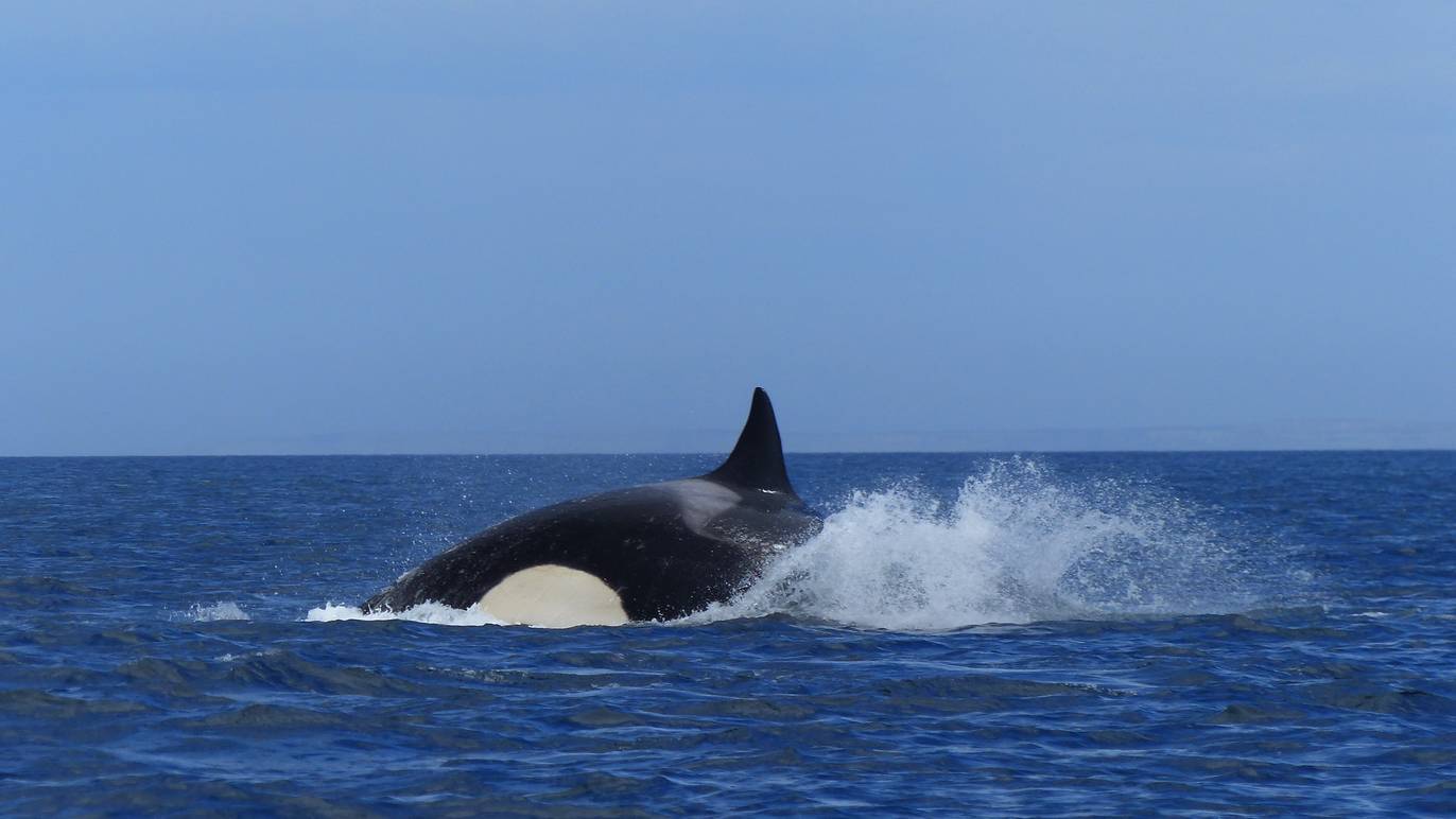 Whales | Tohora | Museums in Sydney