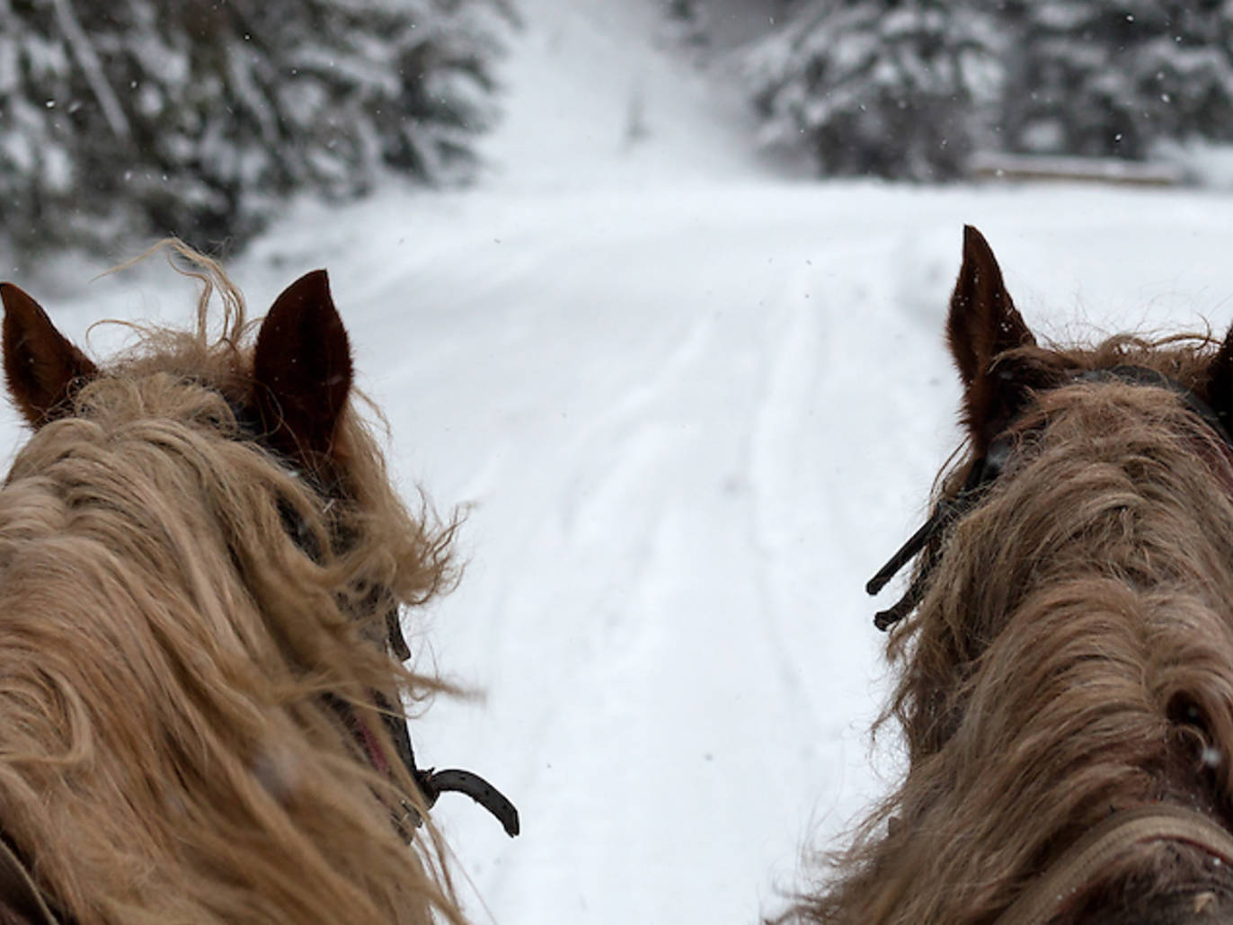 7 Best Sleigh Rides for Families To Take This Winter