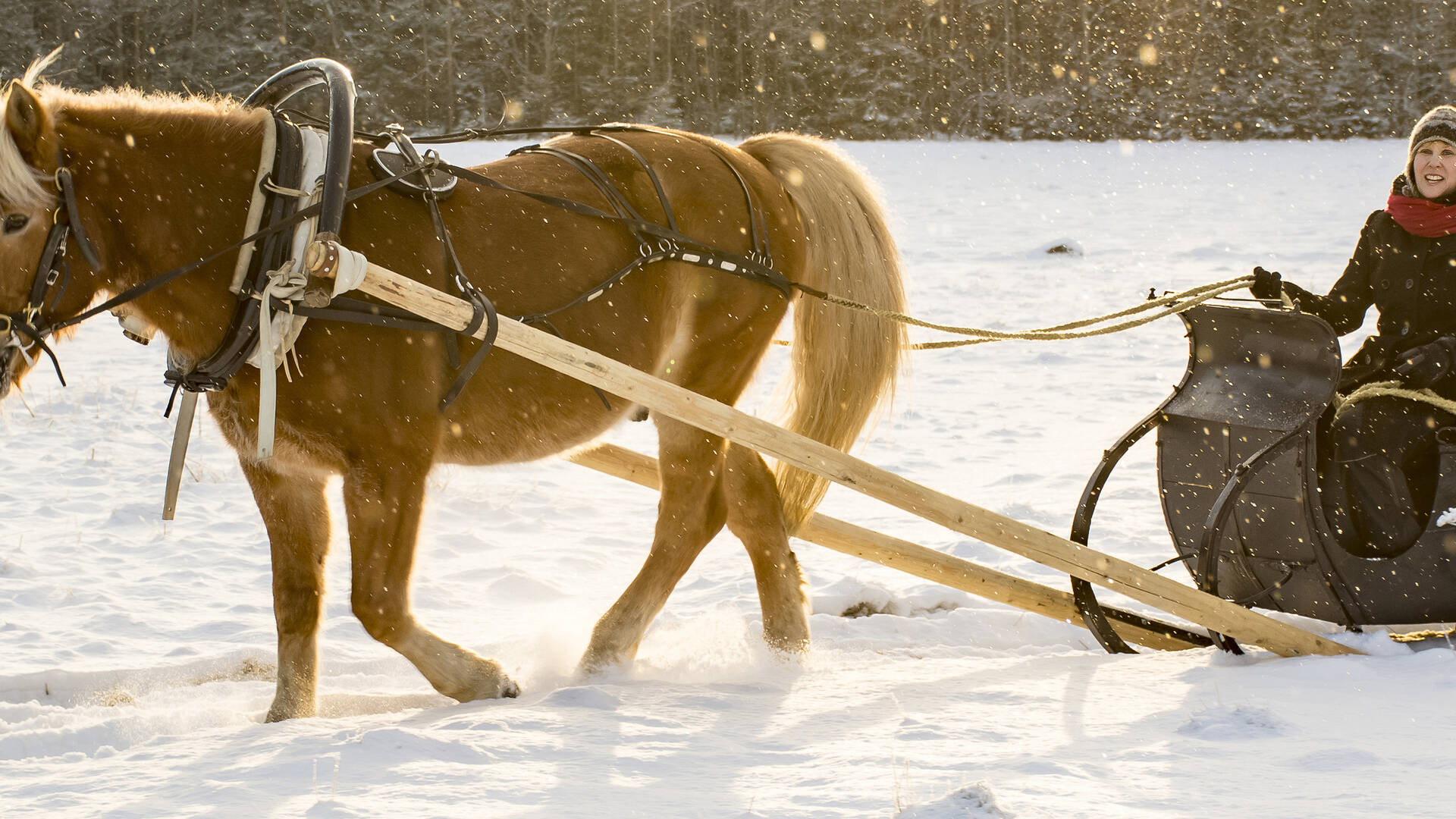 7 Best Sleigh Rides for Families To Take This Winter