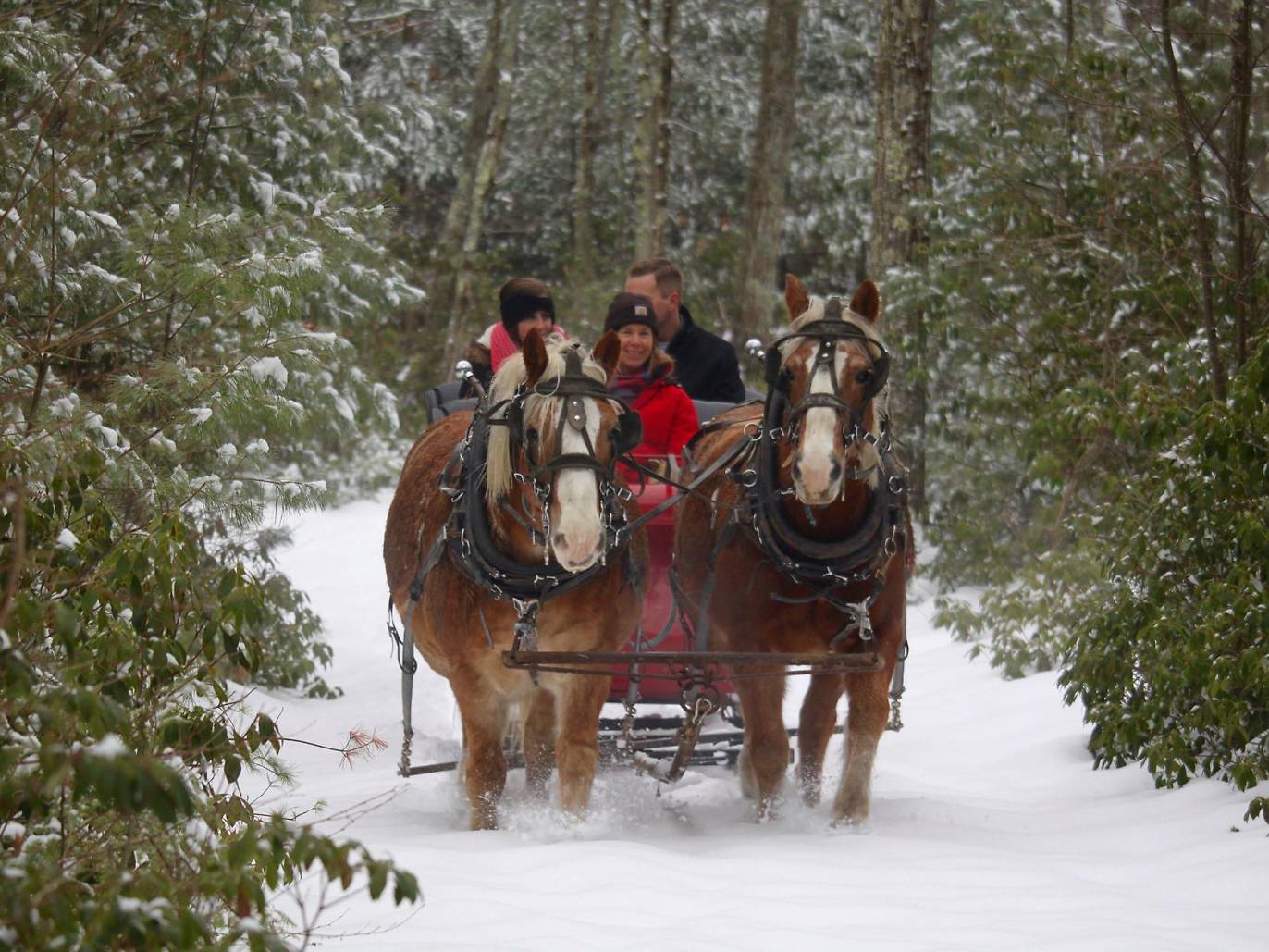 7 Best Sleigh Rides for Families To Take This Winter