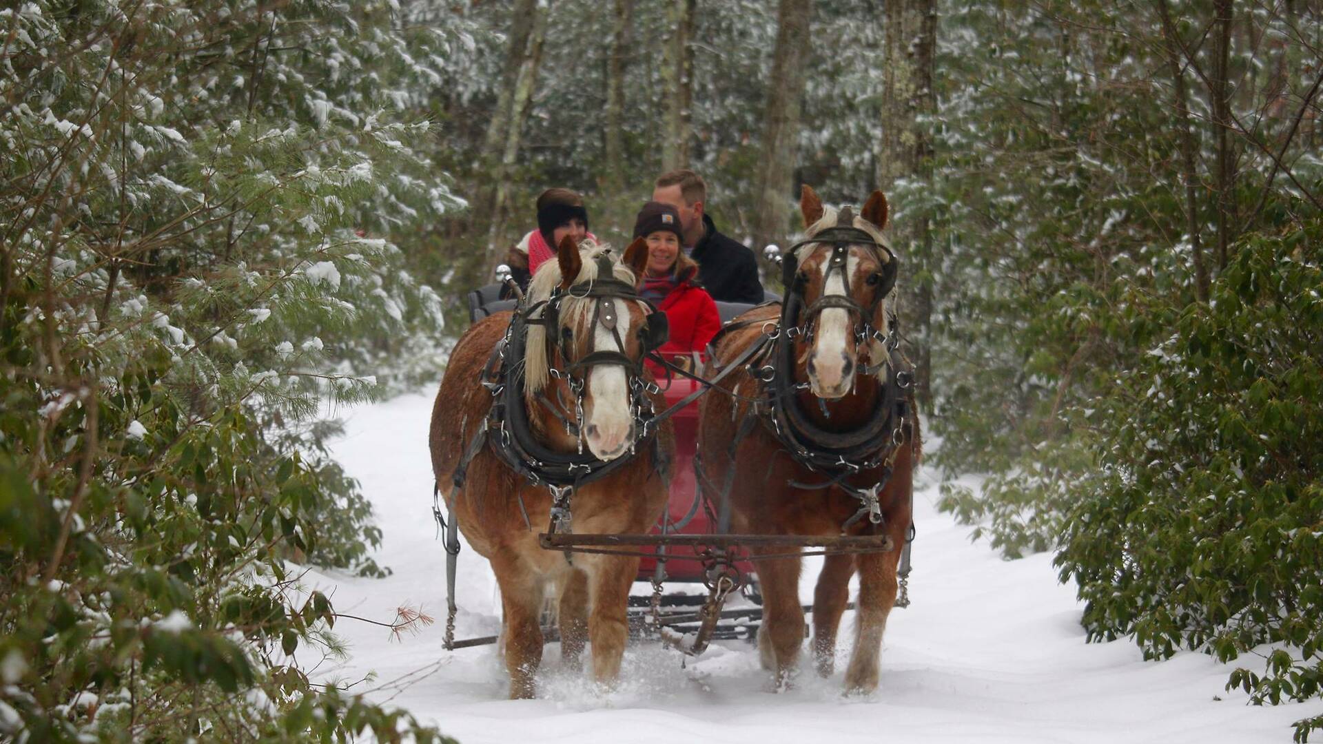 7 Best Sleigh Rides for Families To Take This Winter