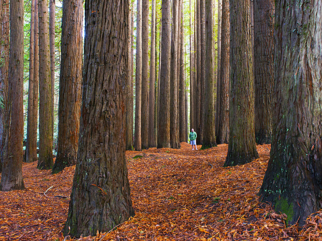 Californian Redwood Forests in Victoria and Melbourne: Where to find them
