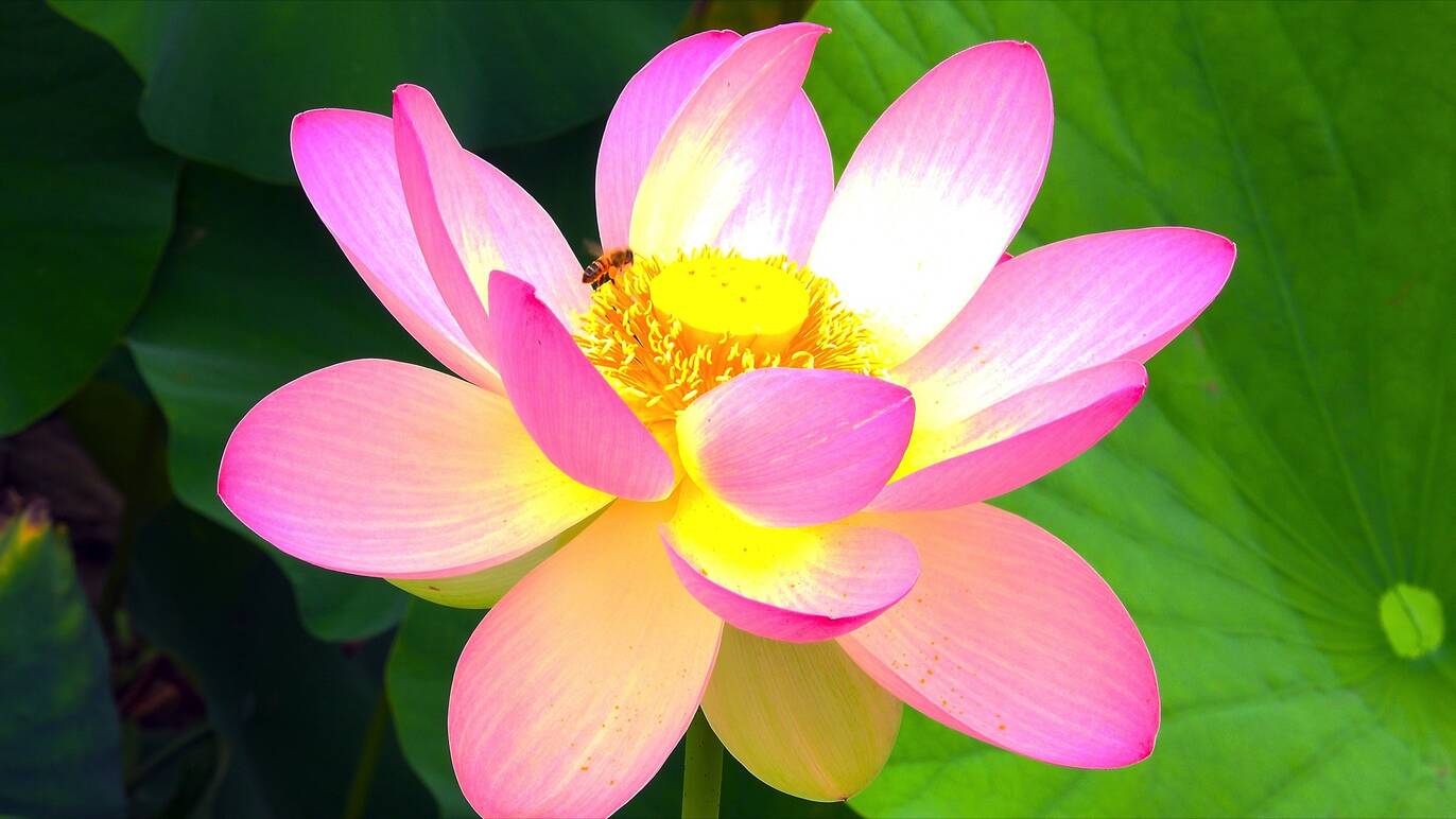 Blue Lotus Water Garden: visit Melbourne's magical waterlily garden