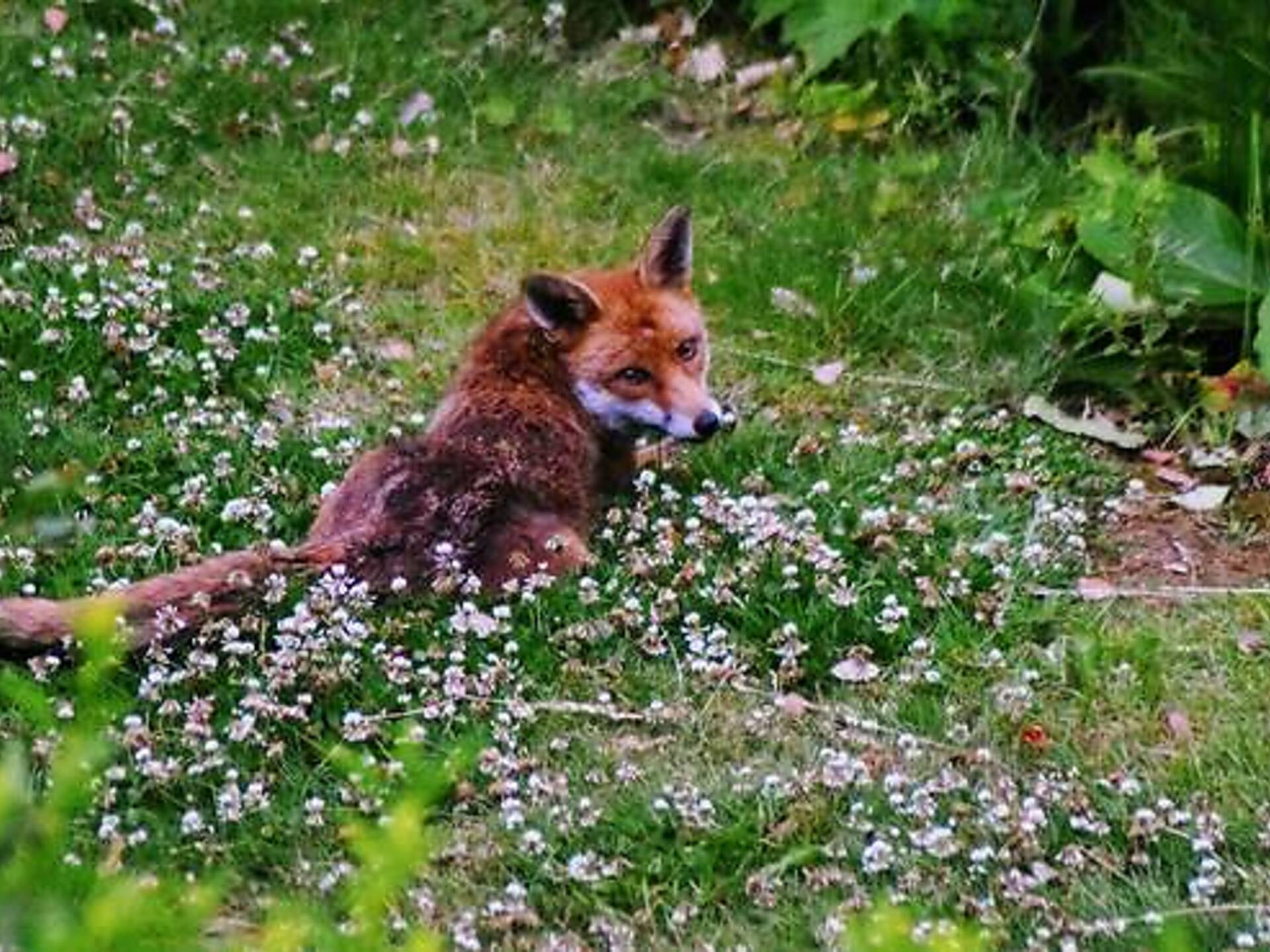 Where To Spot Wildlife in London All Year Round | Nature In London