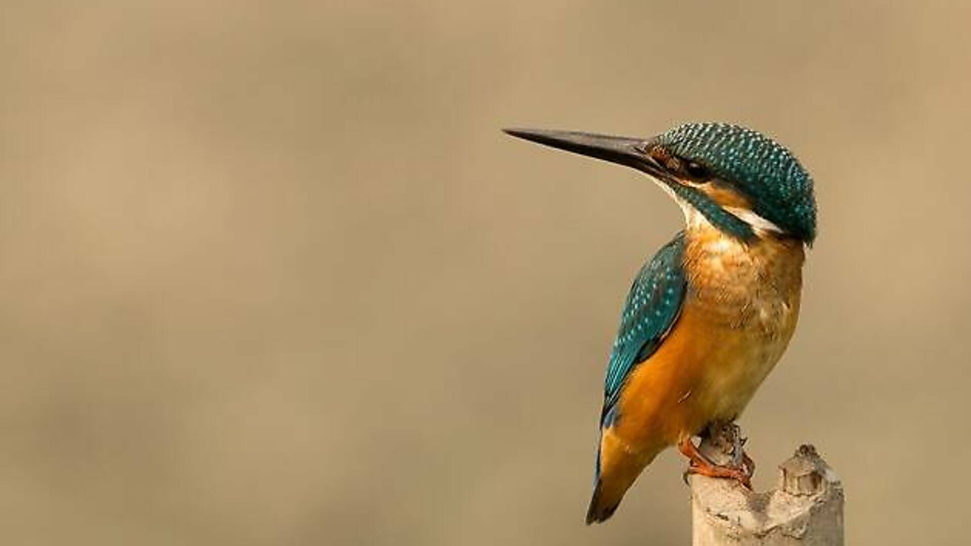 Where To Spot Wildlife in London All Year Round | Nature In London