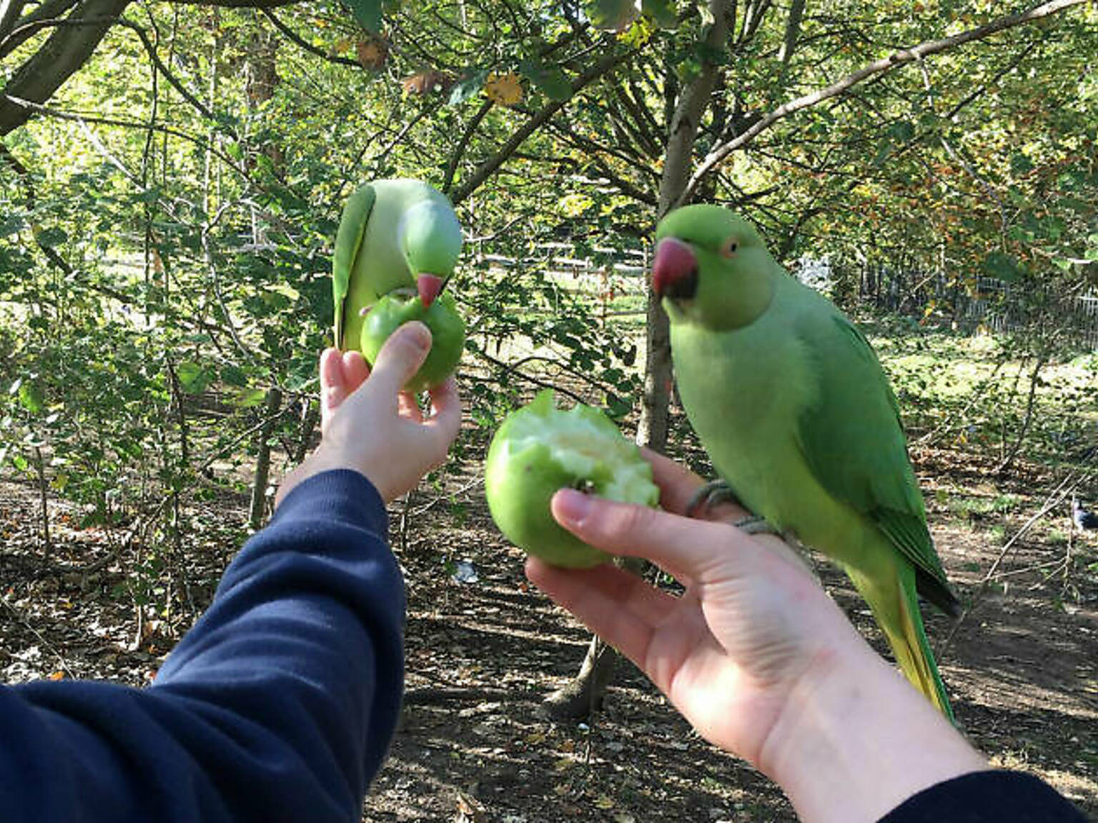 Where To Spot Wildlife in London All Year Round | Nature In London
