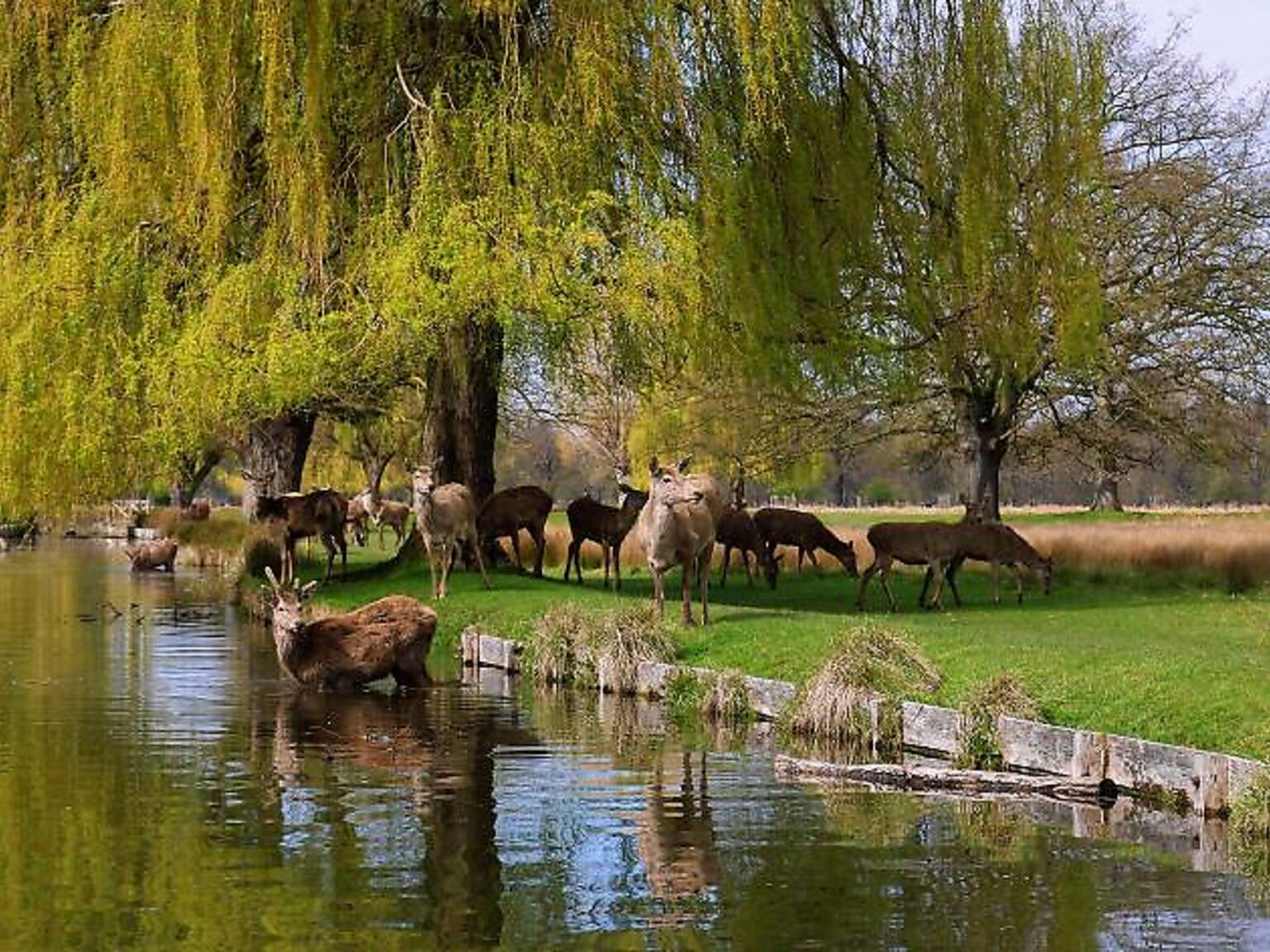Where To Spot Wildlife in London All Year Round | Nature In London