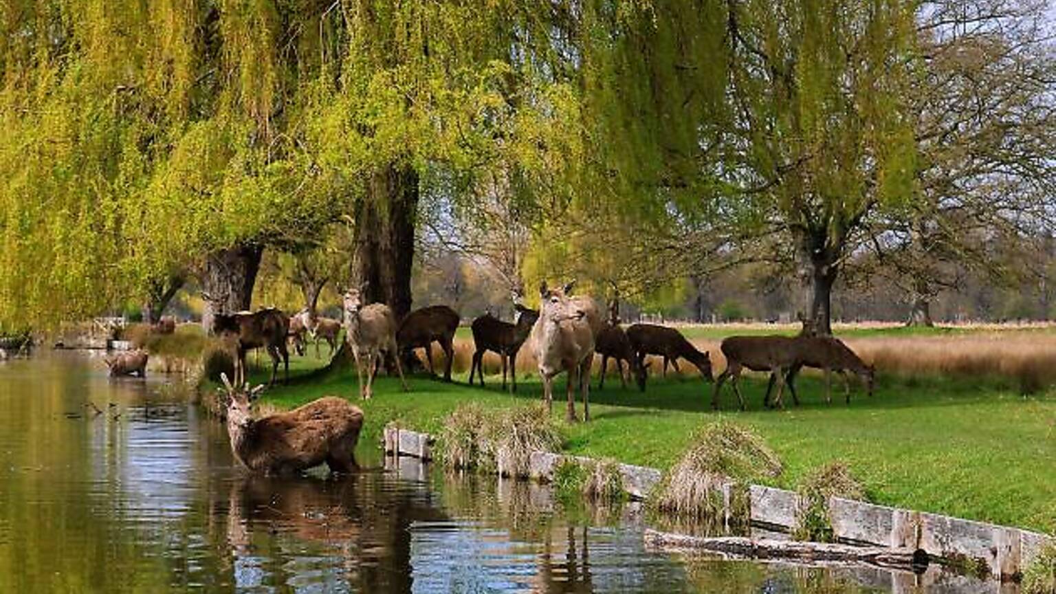 Where To Spot Wildlife in London All Year Round | Nature In London