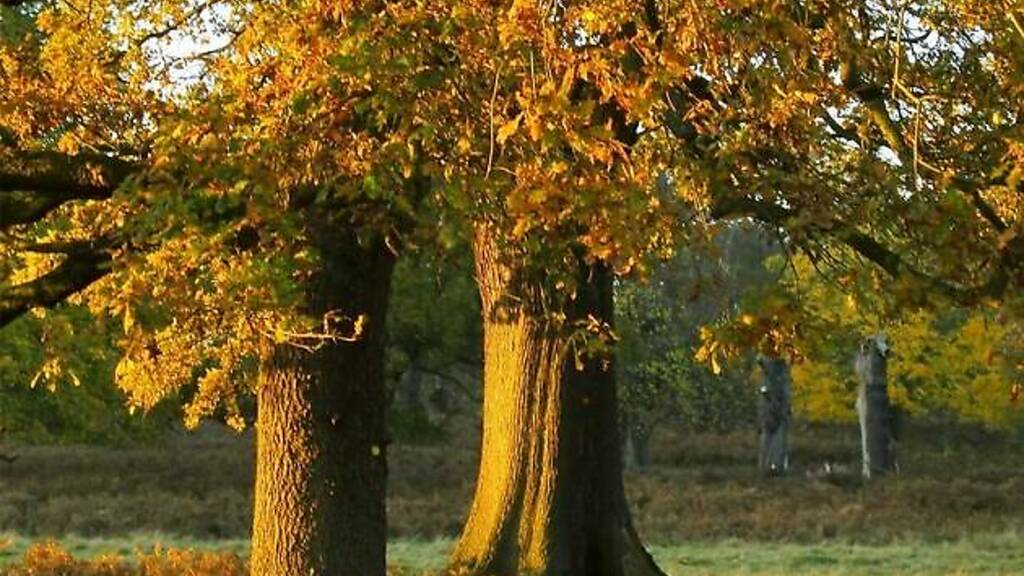 Where To Spot Wildlife in London All Year Round | Nature In London
