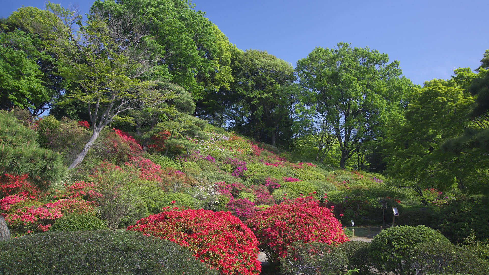Rikugien | Attractions in Komagome, Tokyo