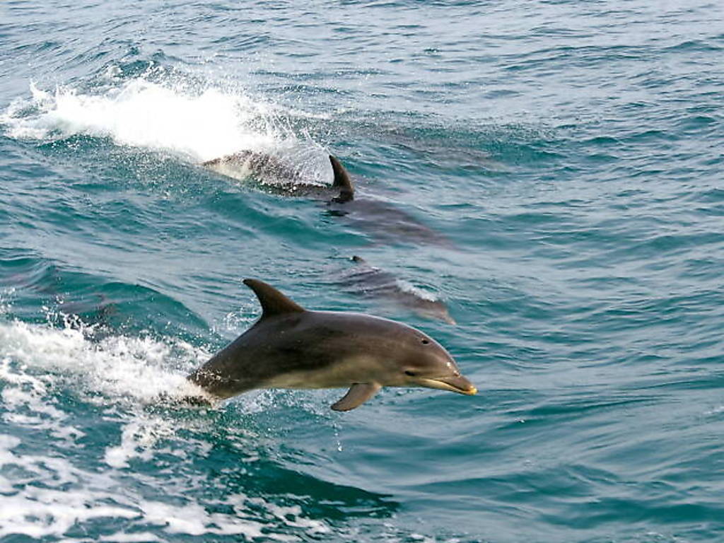 Where to see dolphins and seals near Melbourne