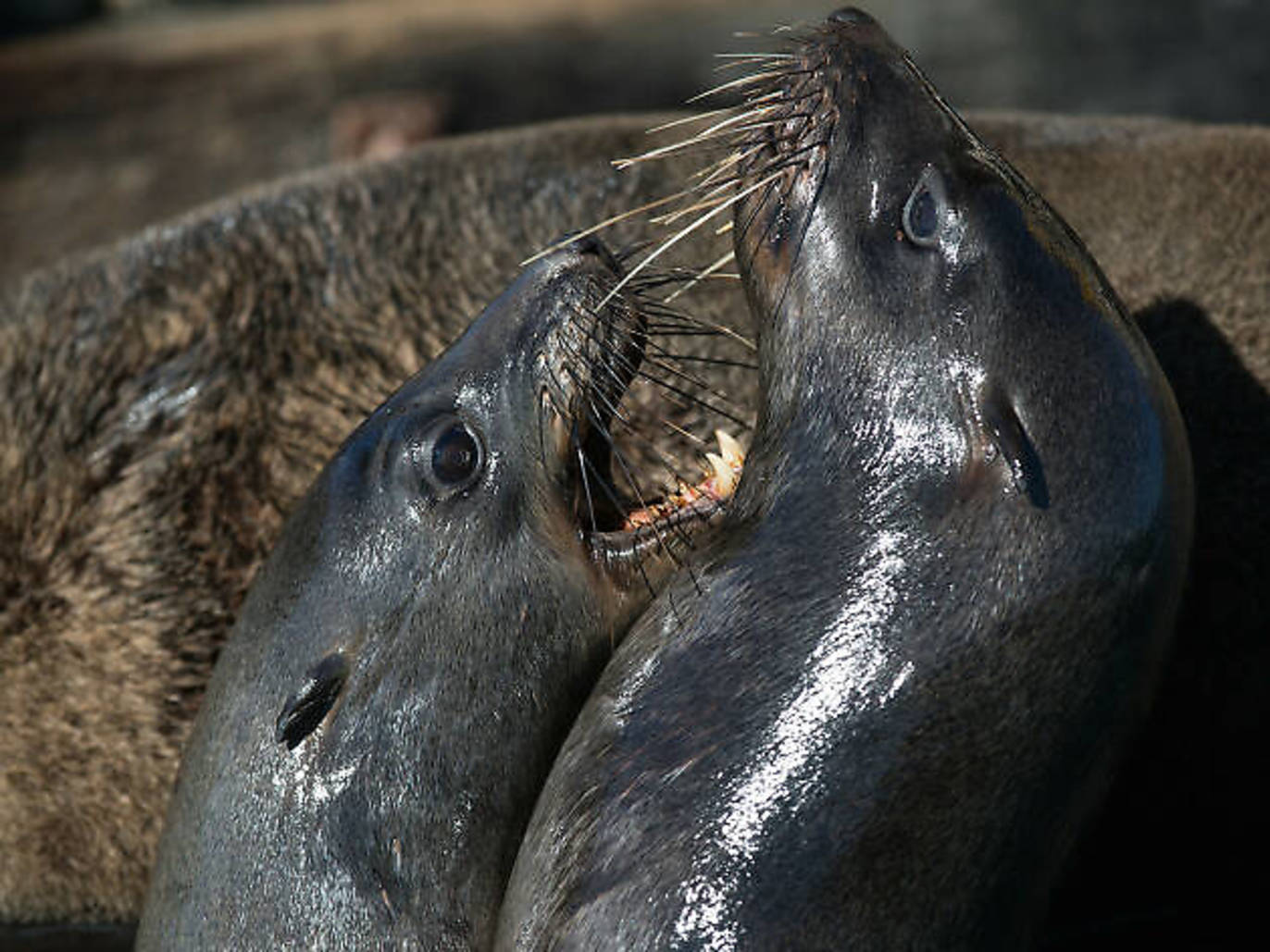 Where to see dolphins and seals near Melbourne