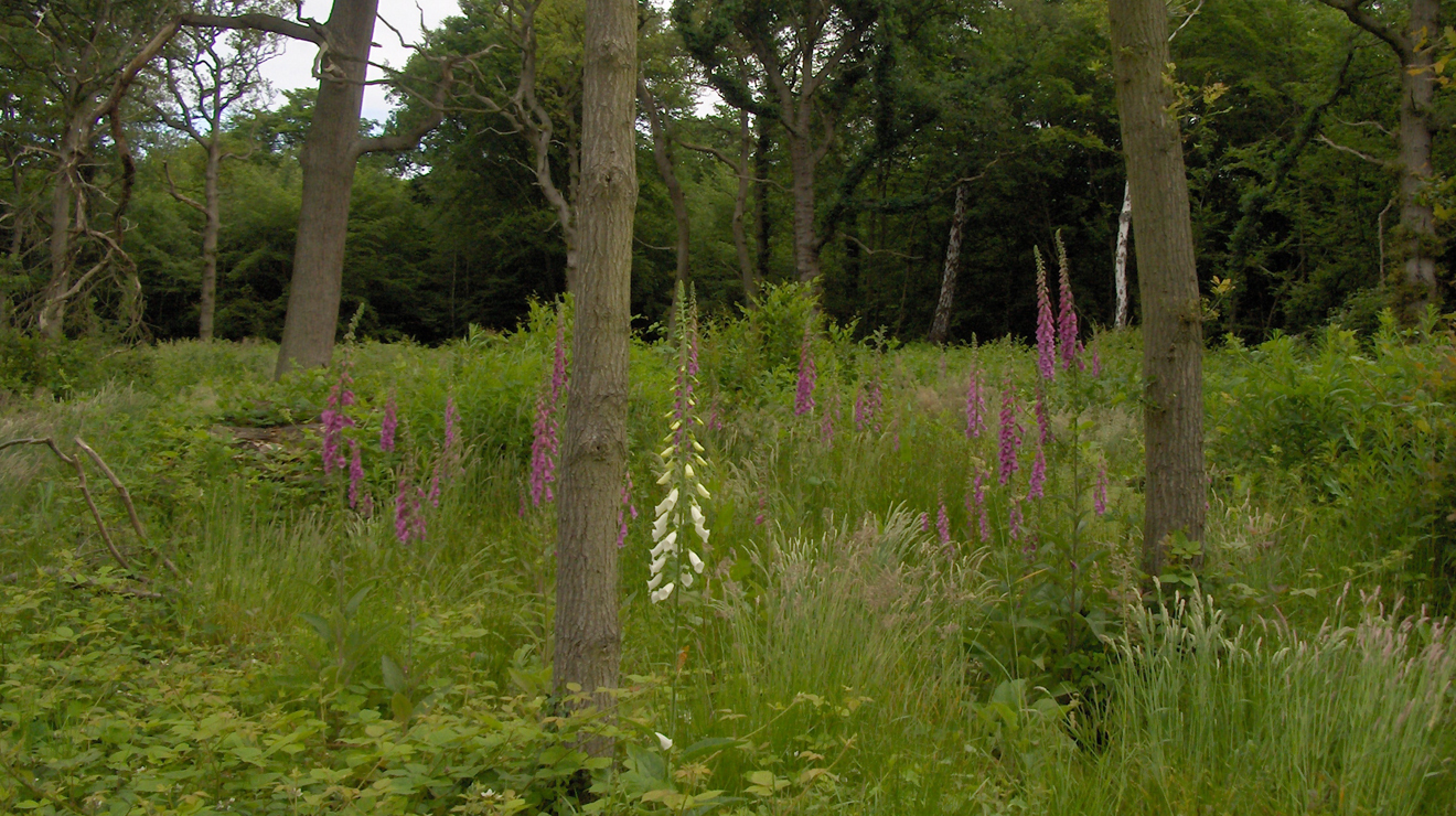 Ruislip Woods Nature Reserve | Attractions in Ruislip, London