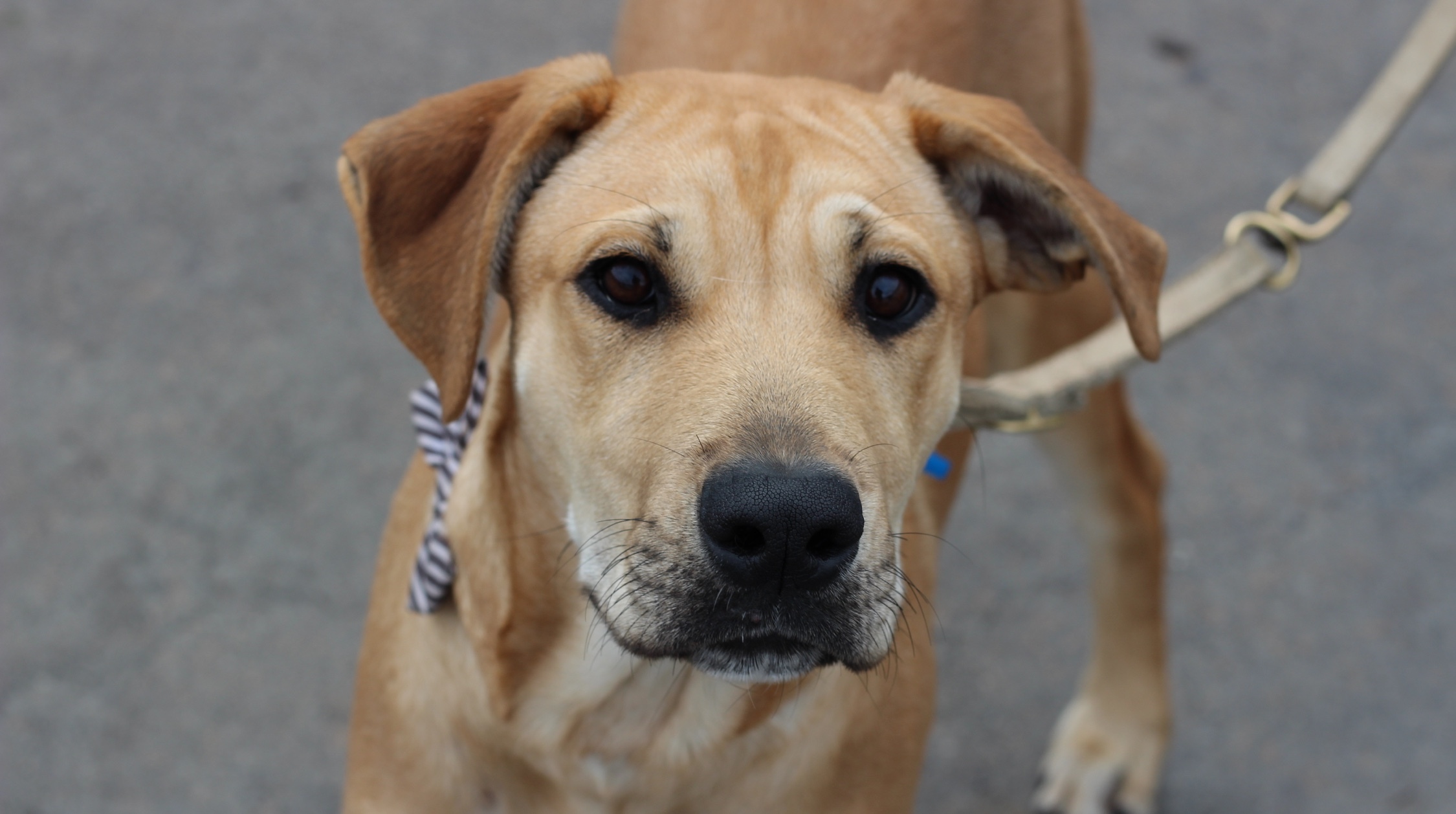 Walk for a Cause and All Pets Market | Things to do in Melbourne