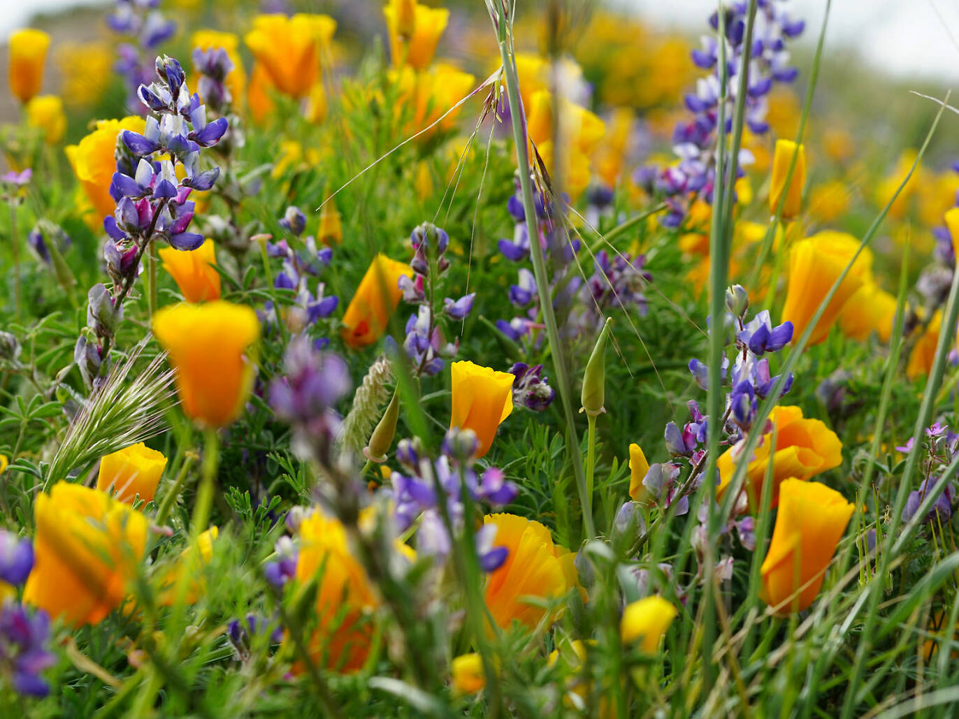 12 Best Places to See Southern California Wildflowers: Super Bloom 2024