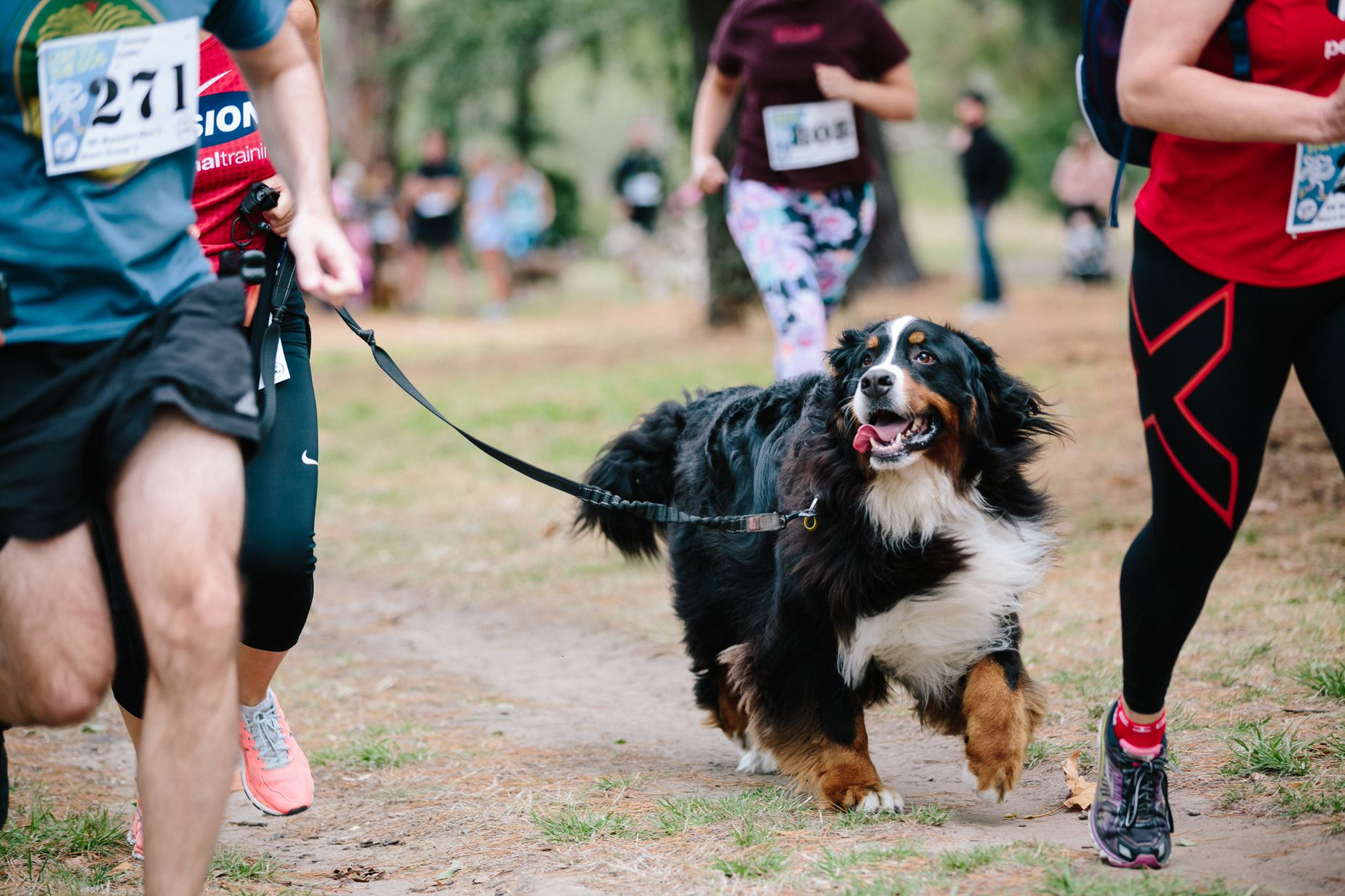 Run to the Dog | Things to do in Melbourne