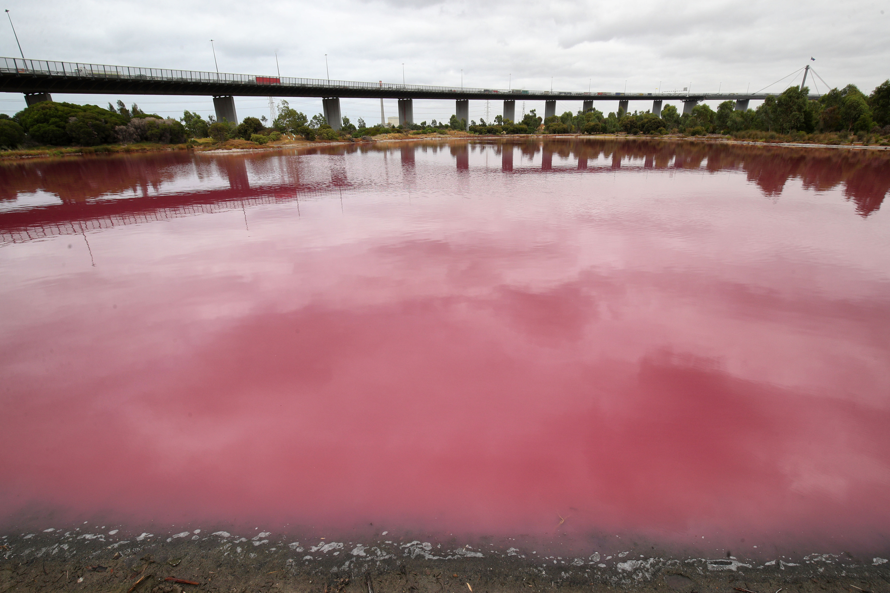 In pictures: This inner-city lake has turned pink