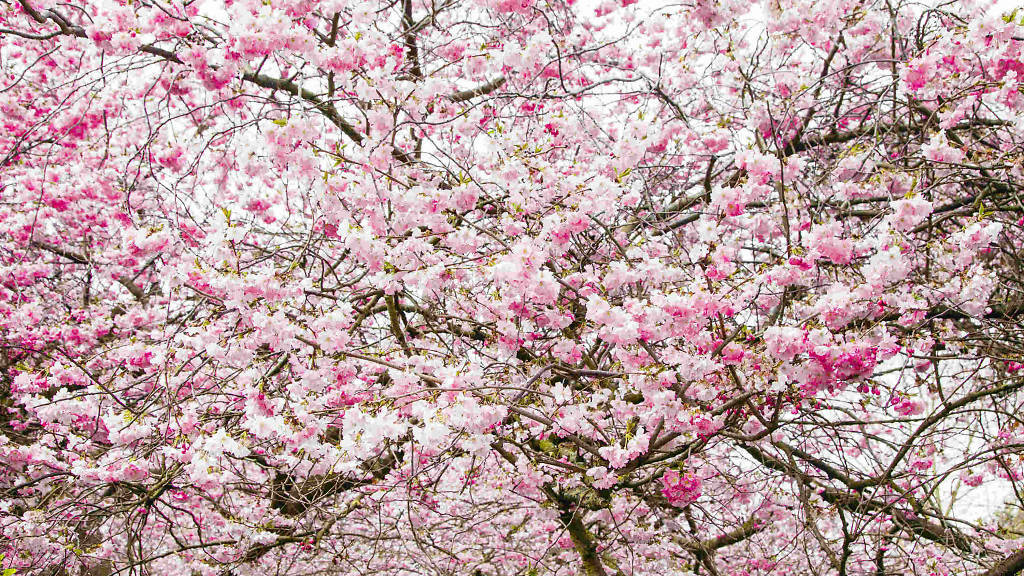 You can picnic under thousands of blossoming fruit trees at this Kent farm