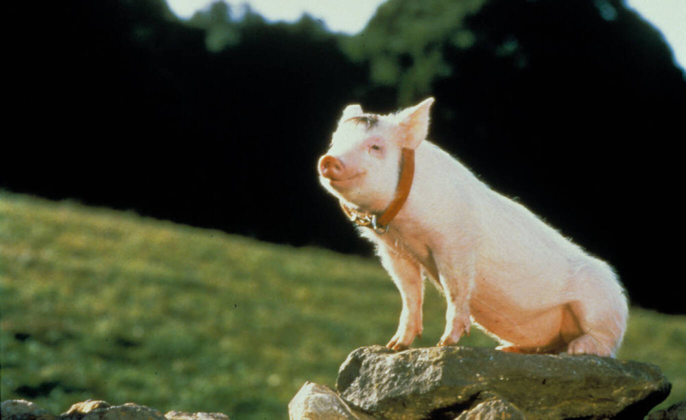 30 Best Animal Movies and Pet Movies To Watch As a Family