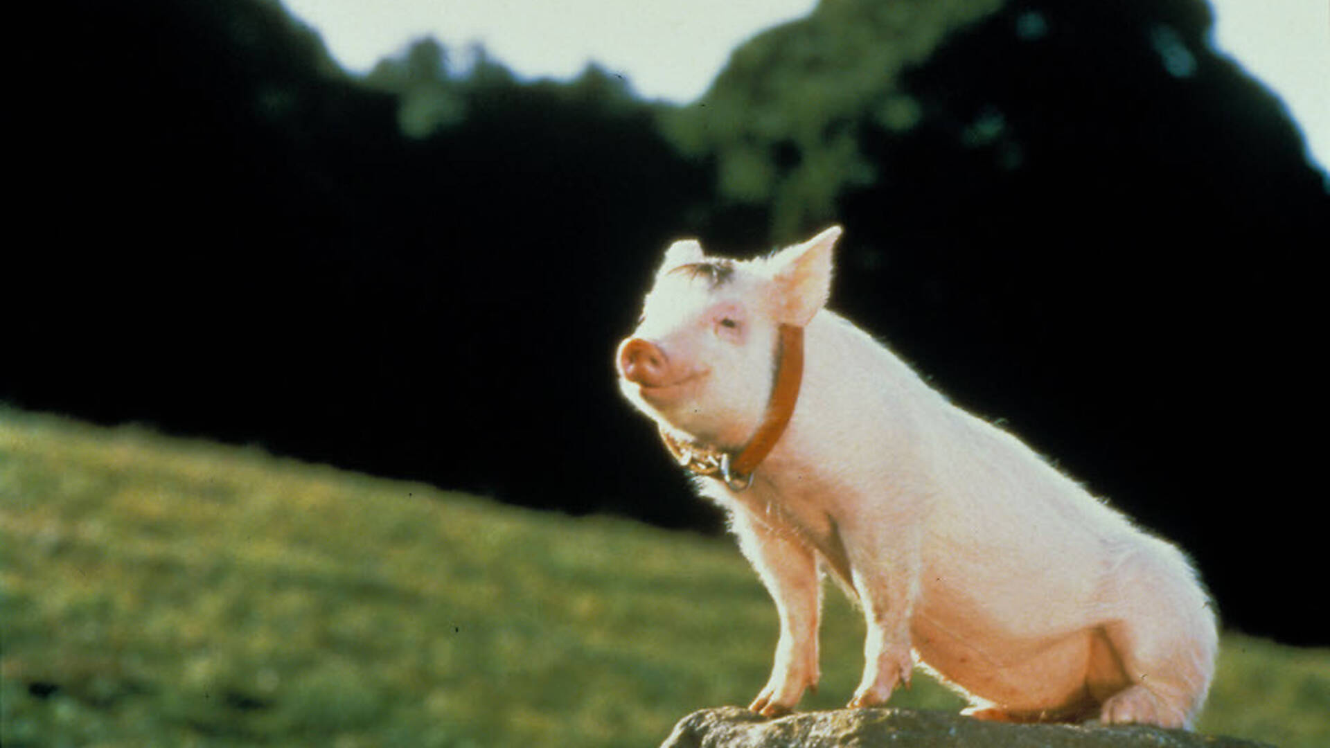 30 Best Animal Movies and Pet Movies To Watch As a Family