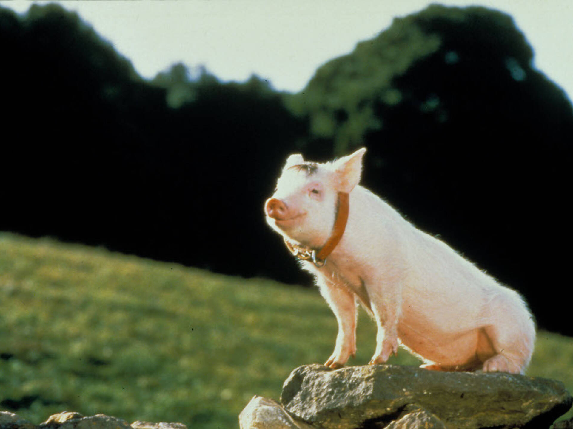 30 Best Animal Movies and Pet Movies To Watch As a Family