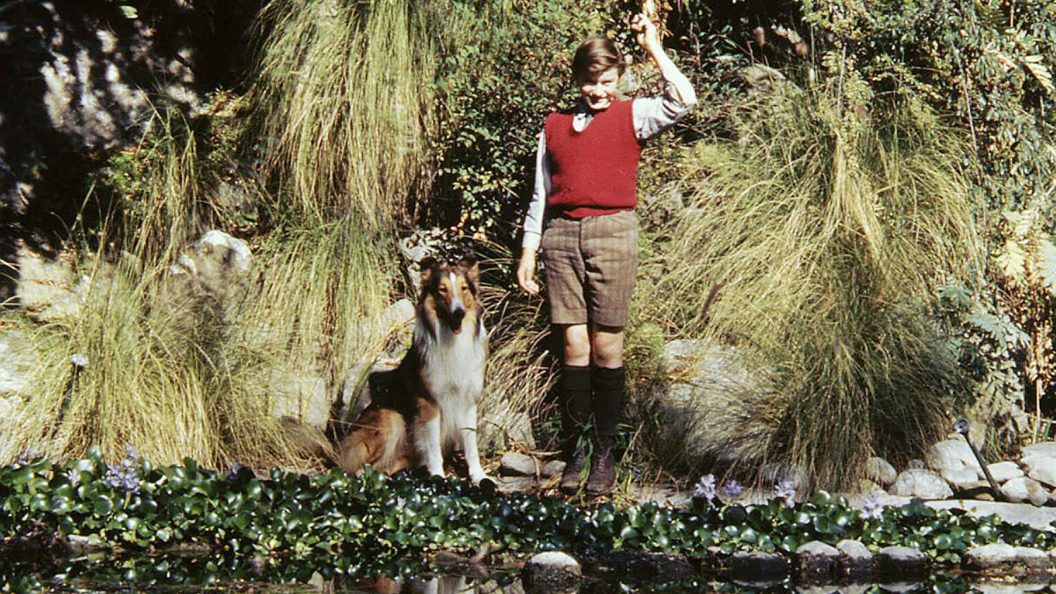 30 Best Animal Movies and Pet Movies To Watch As a Family