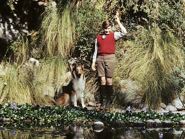 30 Best Animal Movies and Pet Movies To Watch As a Family