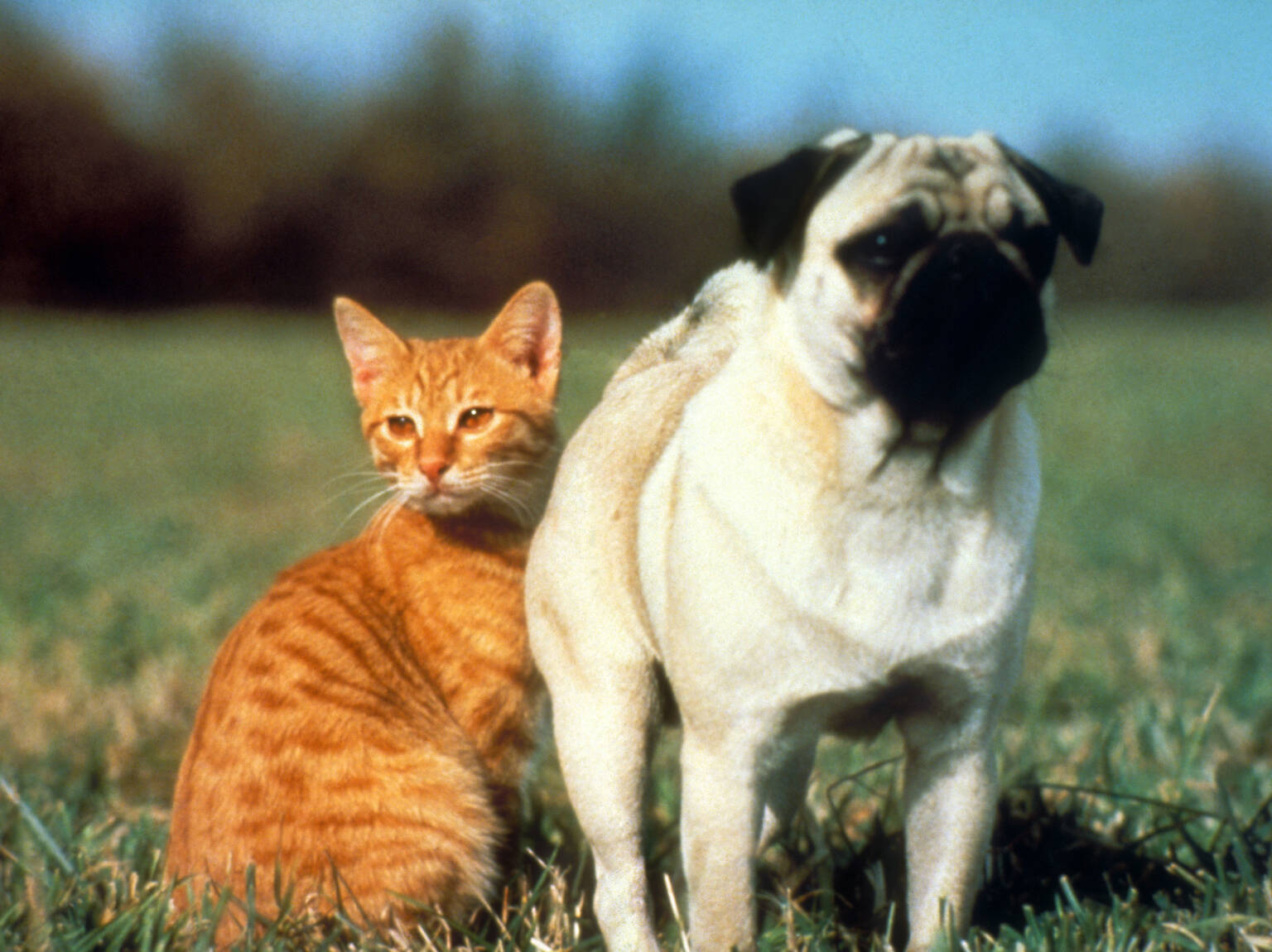 30 Best Animal Movies and Pet Movies To Watch As a Family