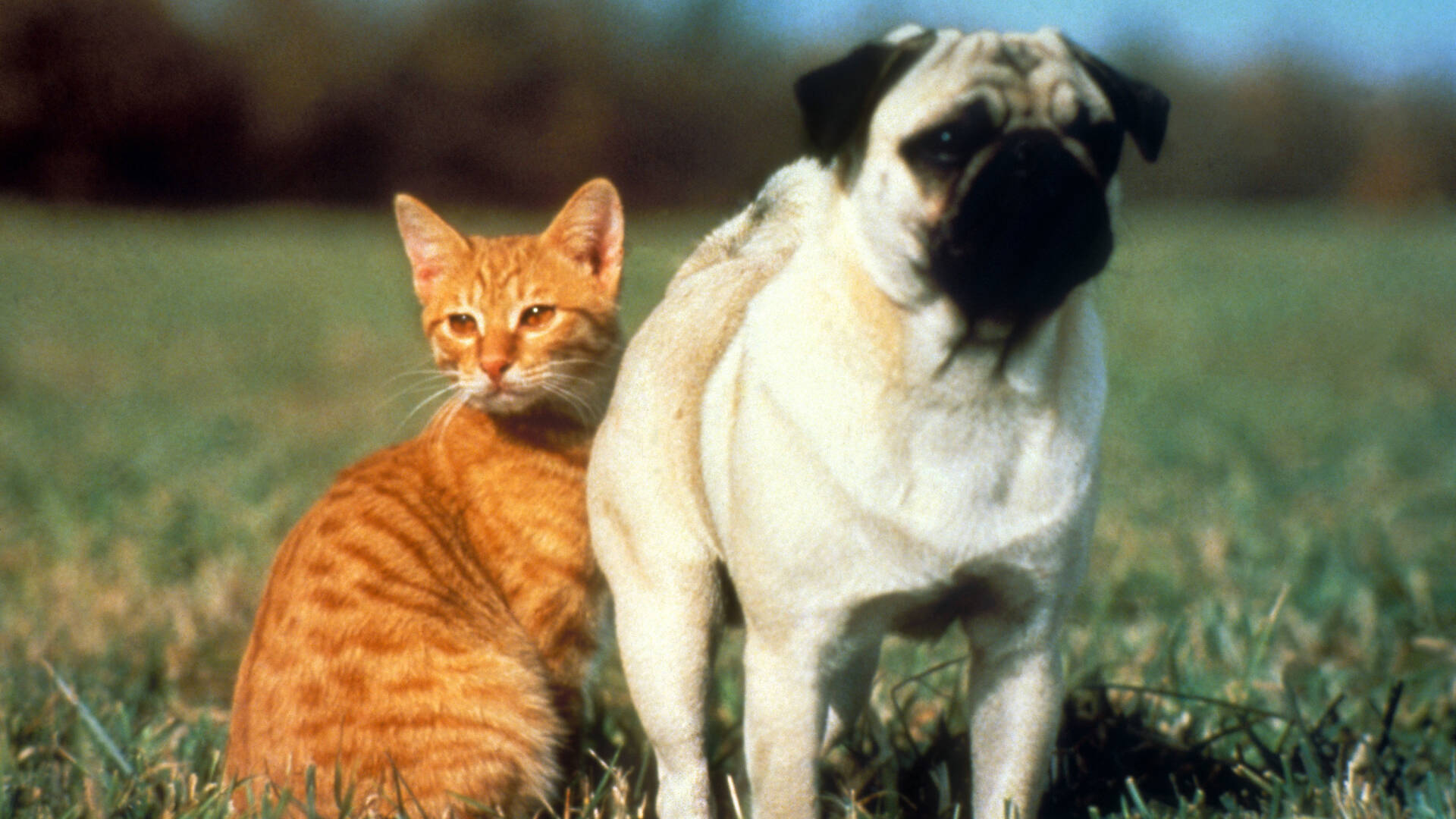 30 Best Animal Movies and Pet Movies To Watch As a Family