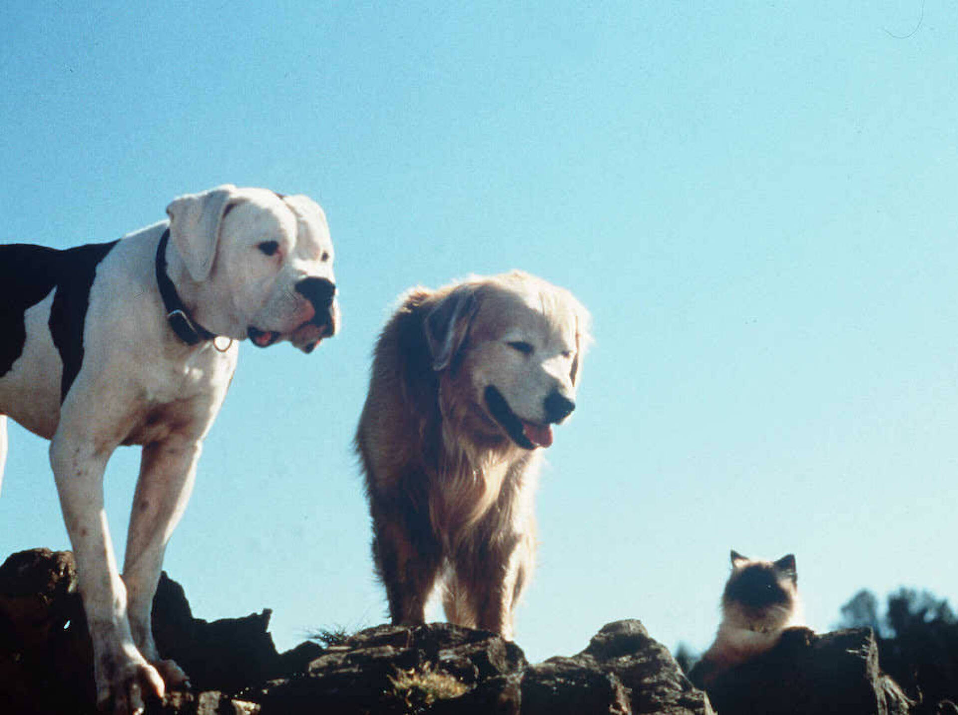 30 Best Animal Movies and Pet Movies To Watch As a Family