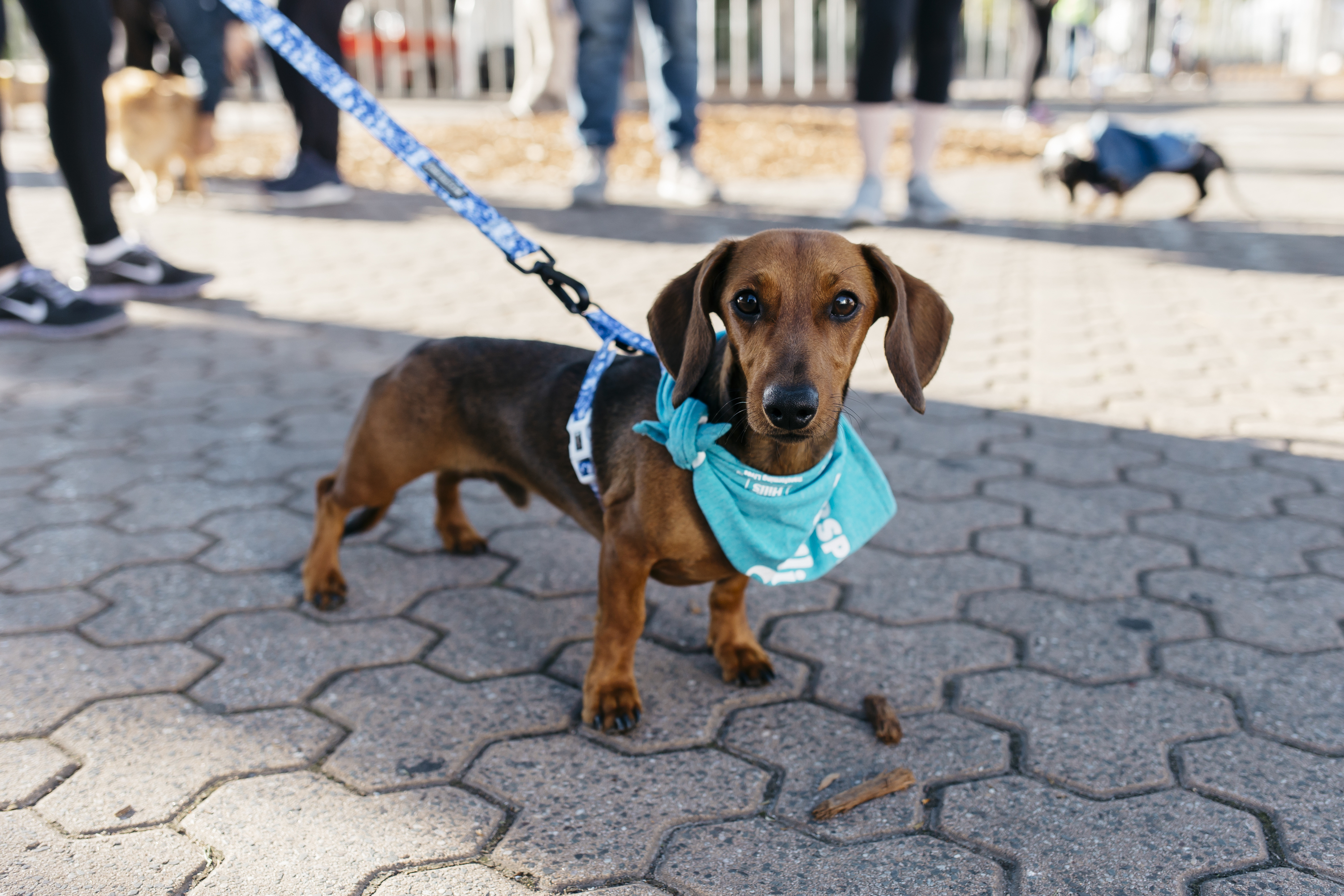 The Million Paws Walk | Things to do in Sydney