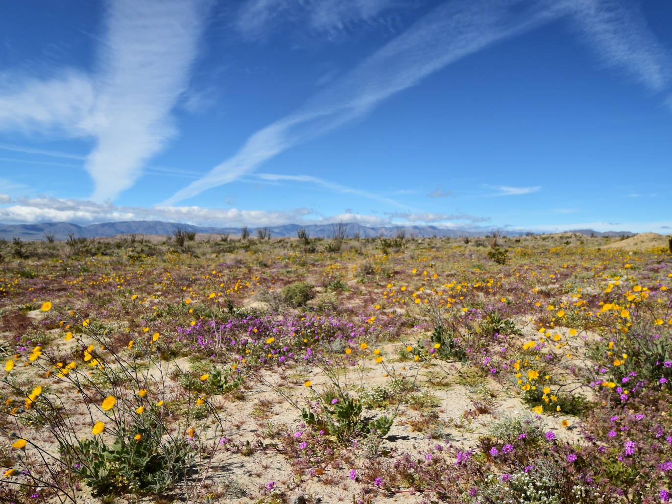 Where to See Wildflowers in the US This Spring and Summer