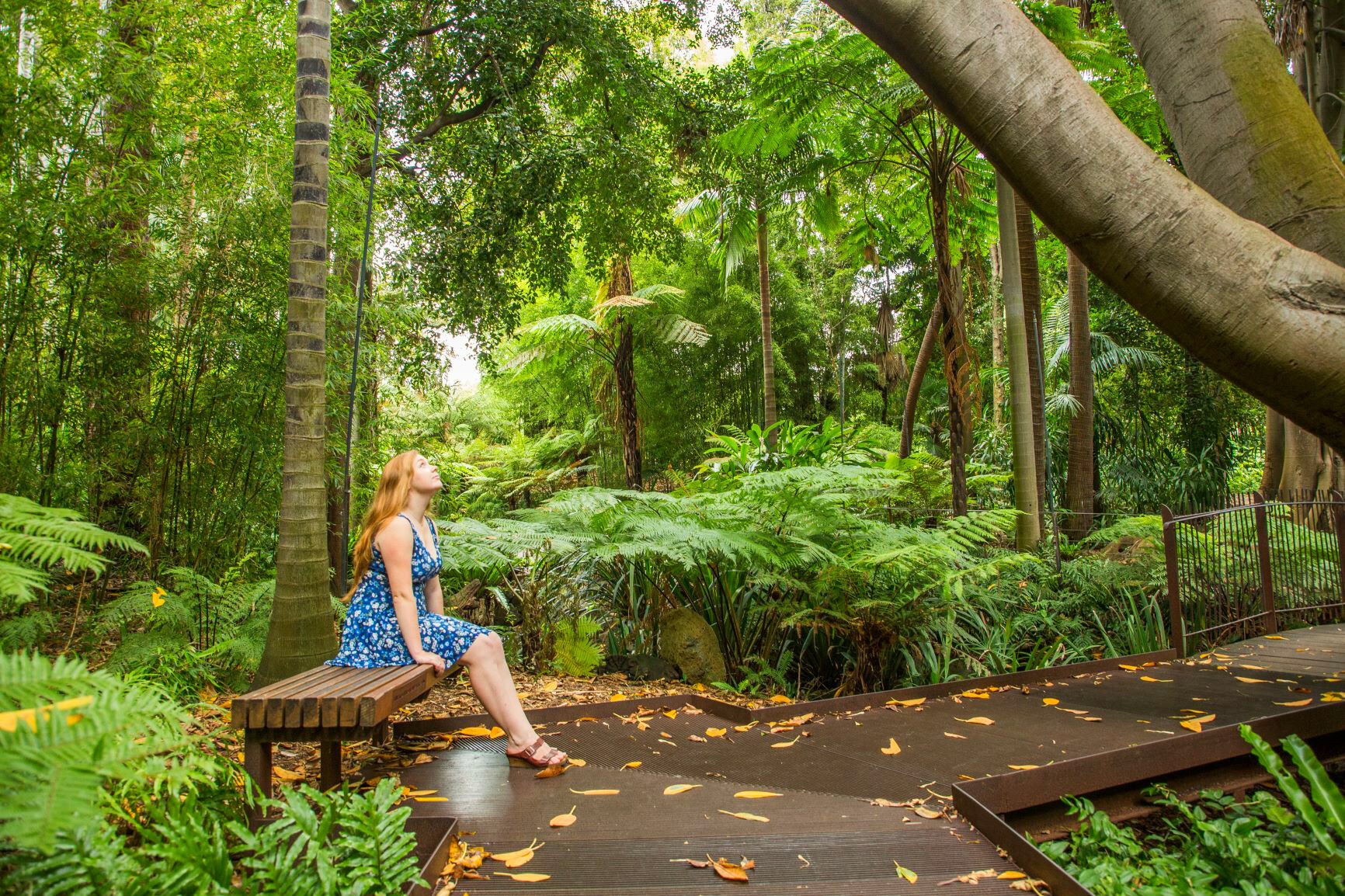 Forest Therapy | Things to do in Melbourne