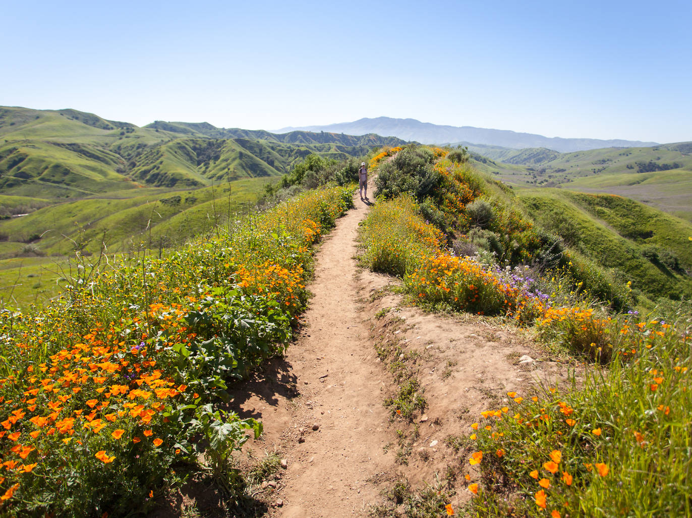 12 Best Places to See Southern California Wildflowers in 2025
