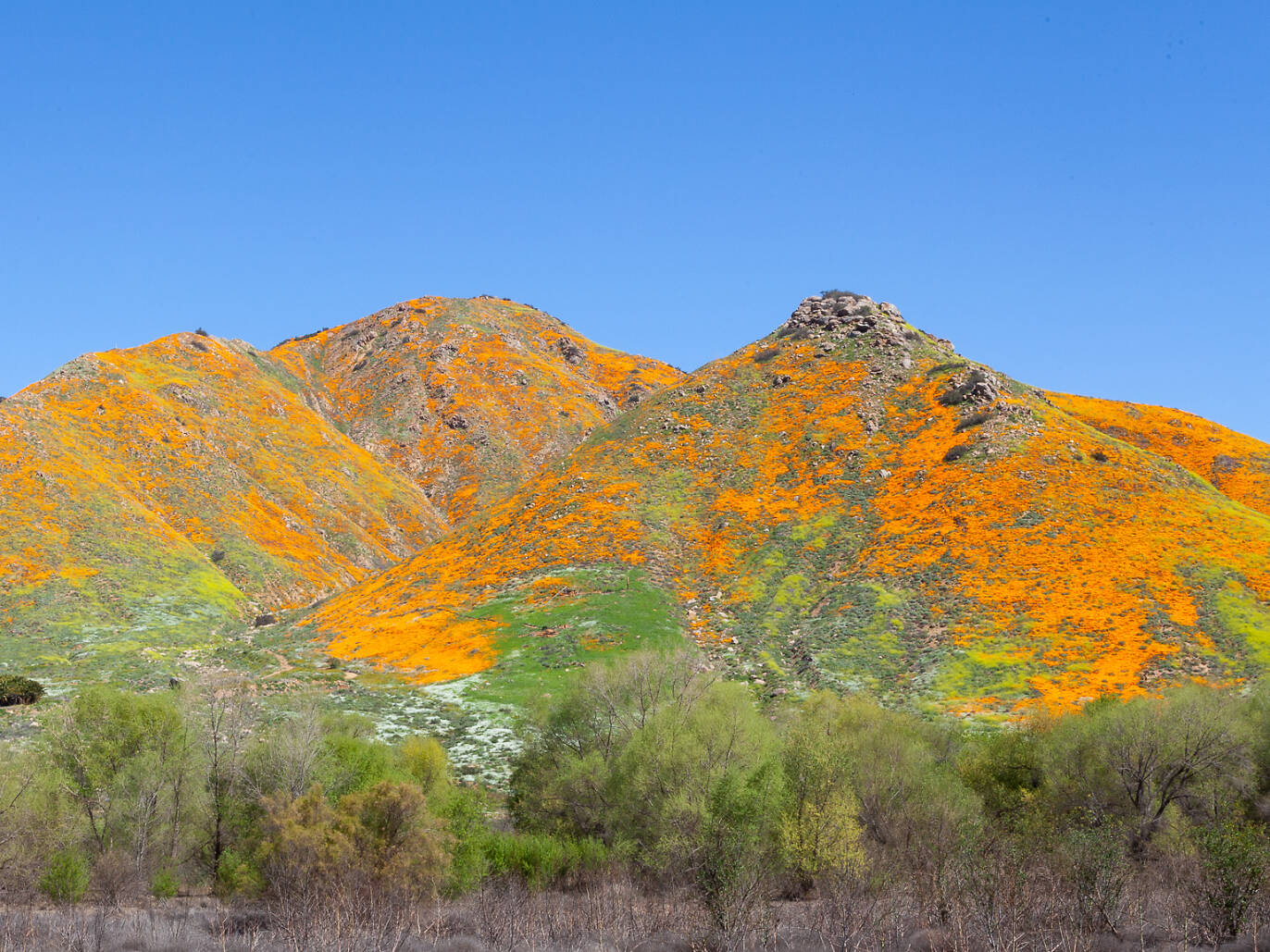 12 Best Places to See Southern California Wildflowers in 2025