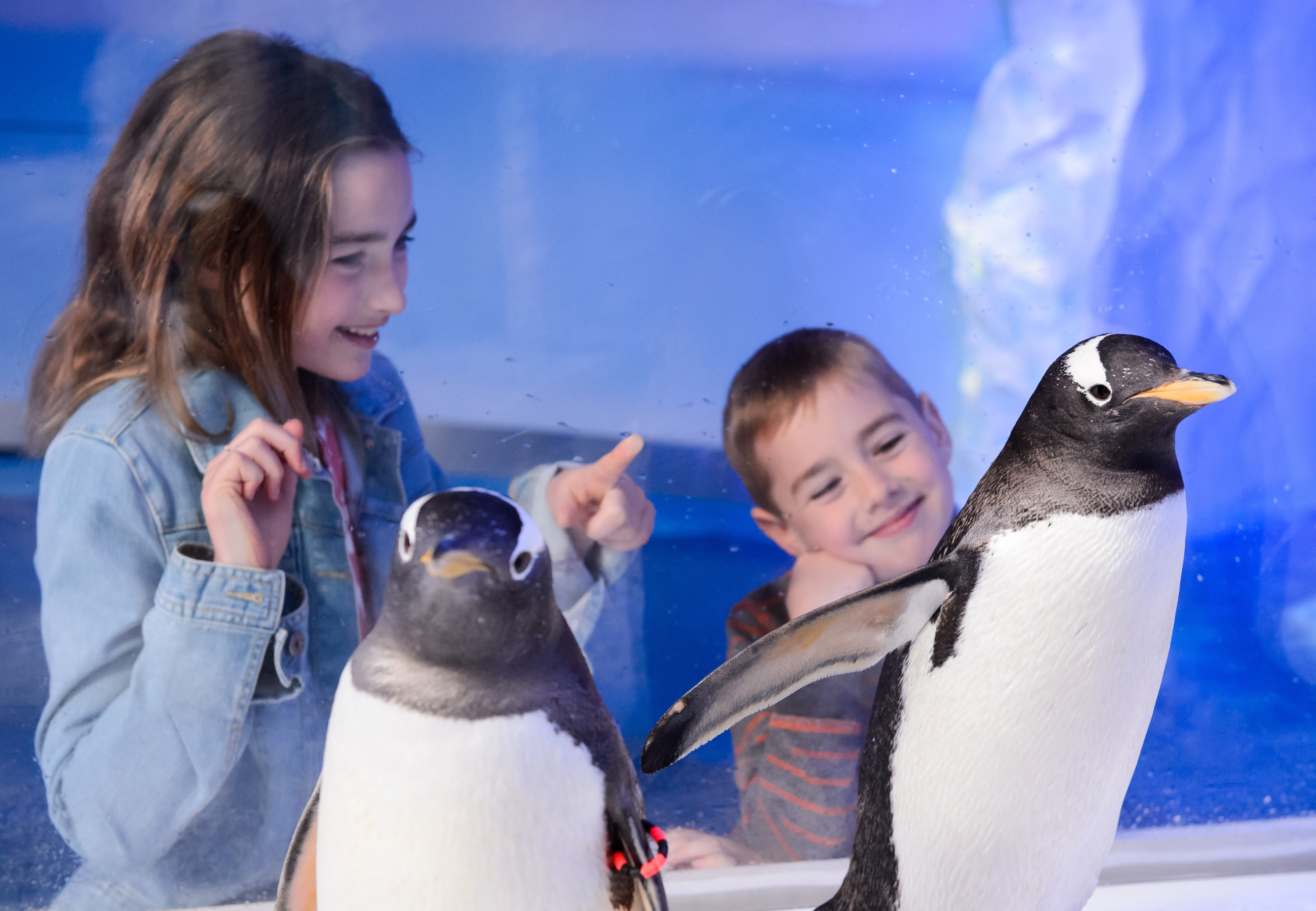 Polar Adventure | Things to do in London