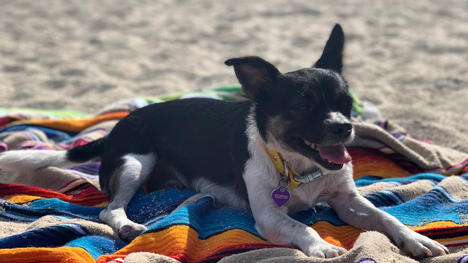 8 Dog-Friendly Beaches and Waterfronts in Miami and South Florida