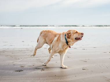 8 Dog-Friendly Beaches and Waterfronts in Miami and South Florida