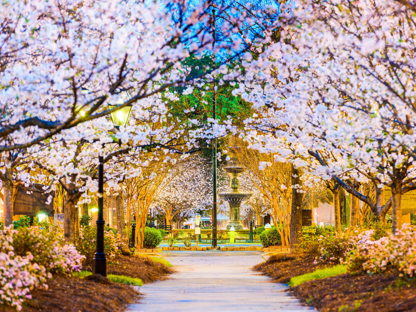16 Best Places To See Cherry Blossom Around The World in 2024