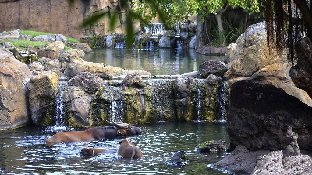 Bioparc Valencia: disfruta de un viaje fascinante a la naturaleza salvaje