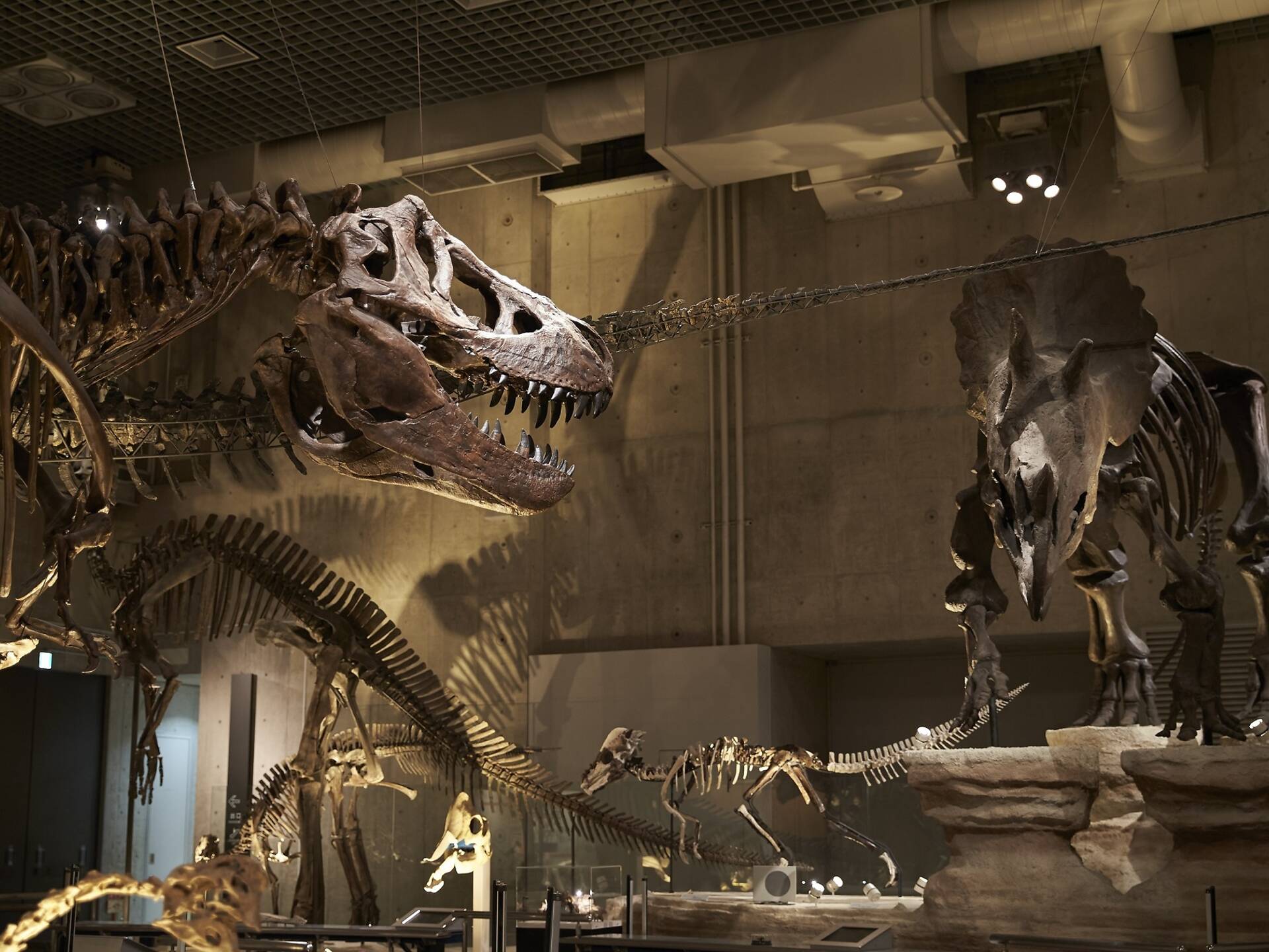 11 weird but wonderful museums in Tokyo
