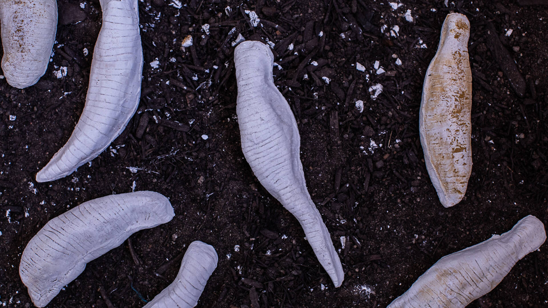 Asad Raza: Absorption | Art in Sydney