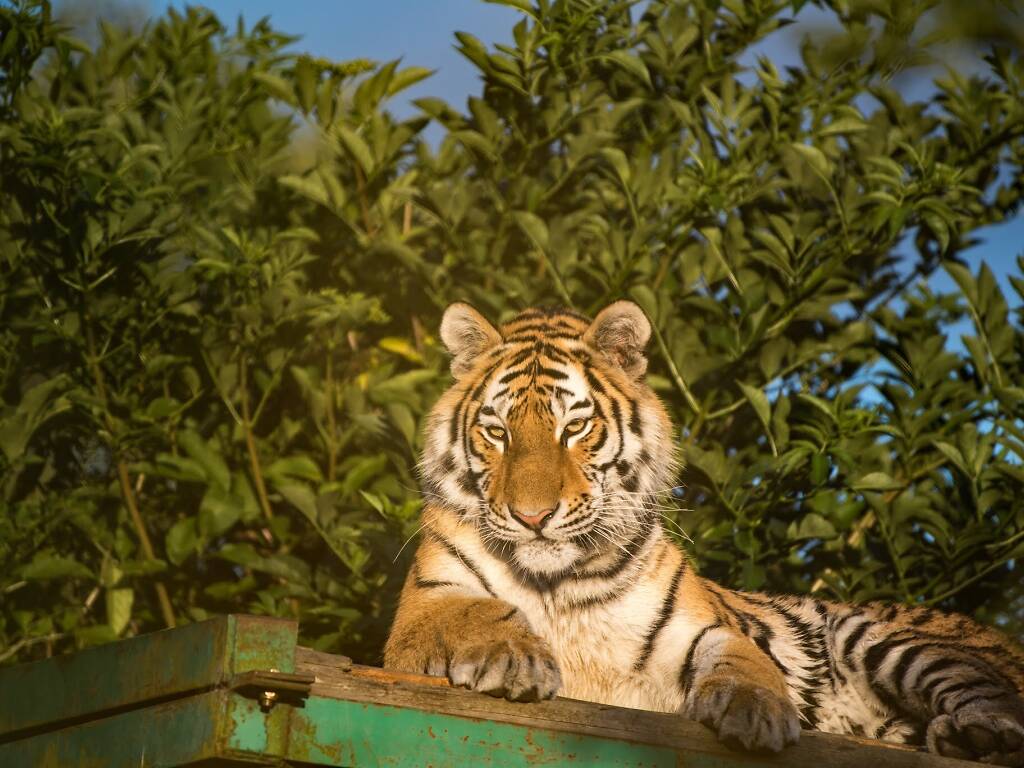 Best Zoos In And Near To London | Days Out For Animal Lovers
