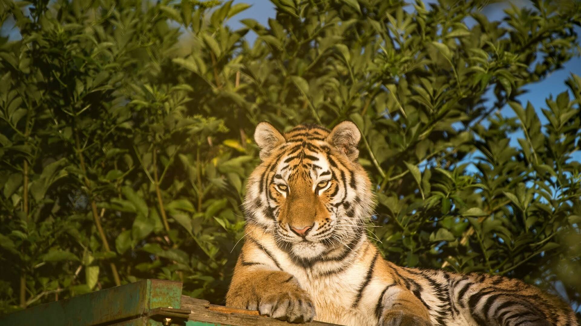 Best Zoos In And Near To London | Days Out For Animal Lovers