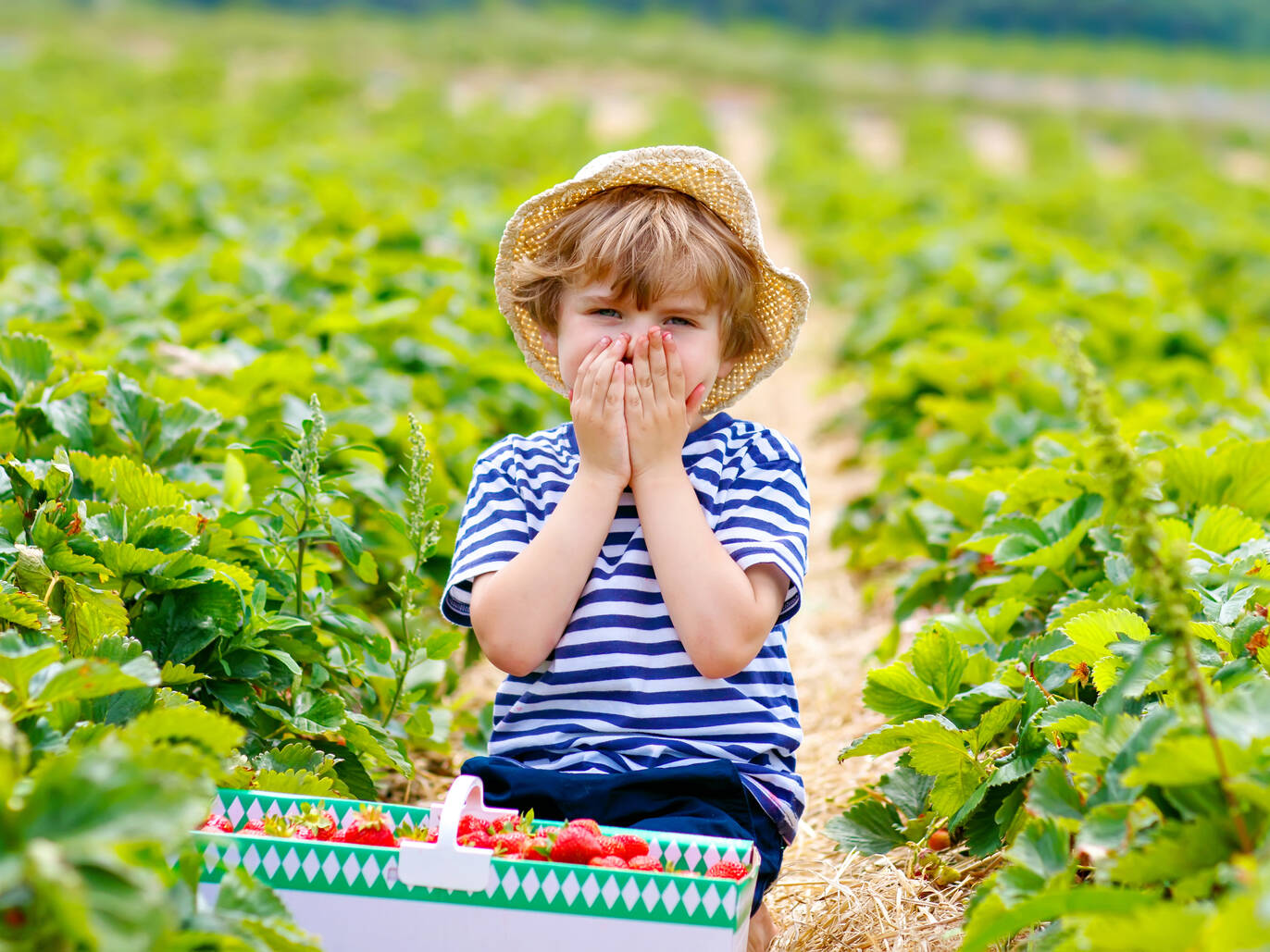 6 Best Farms for Strawberry Picking Near NYC
