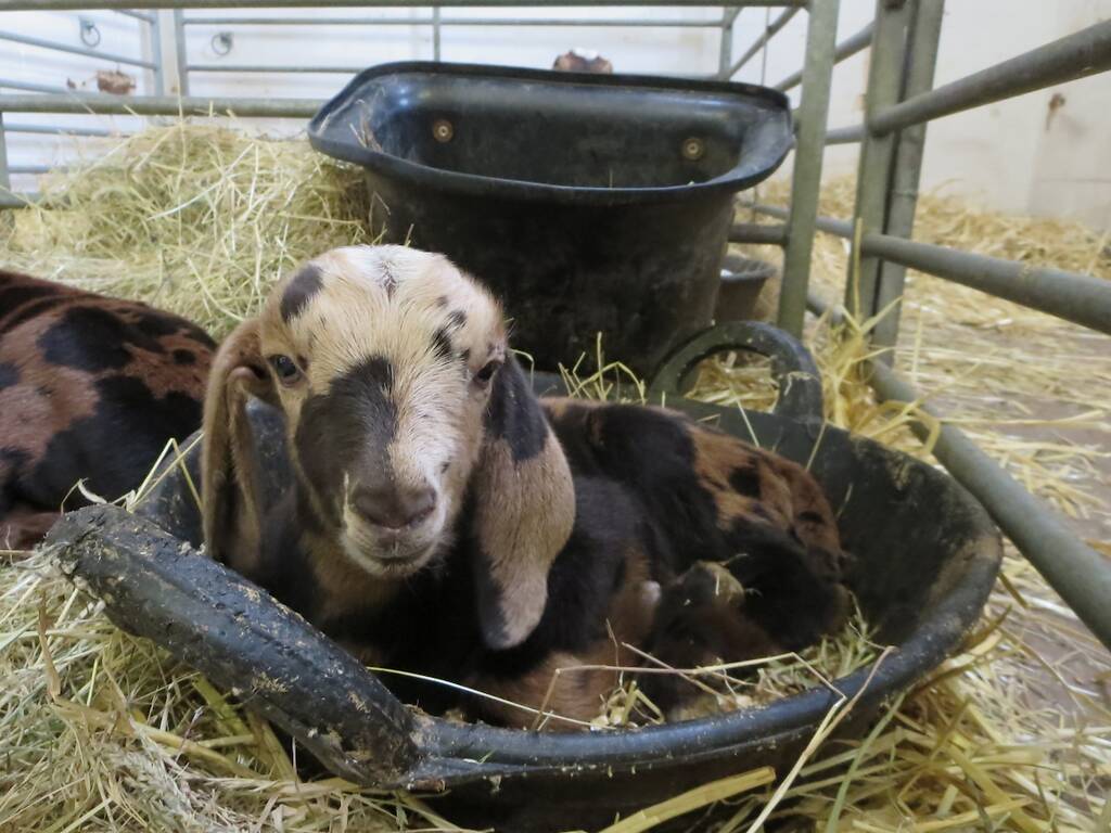 8 places to find adorable baby animals in London this spring