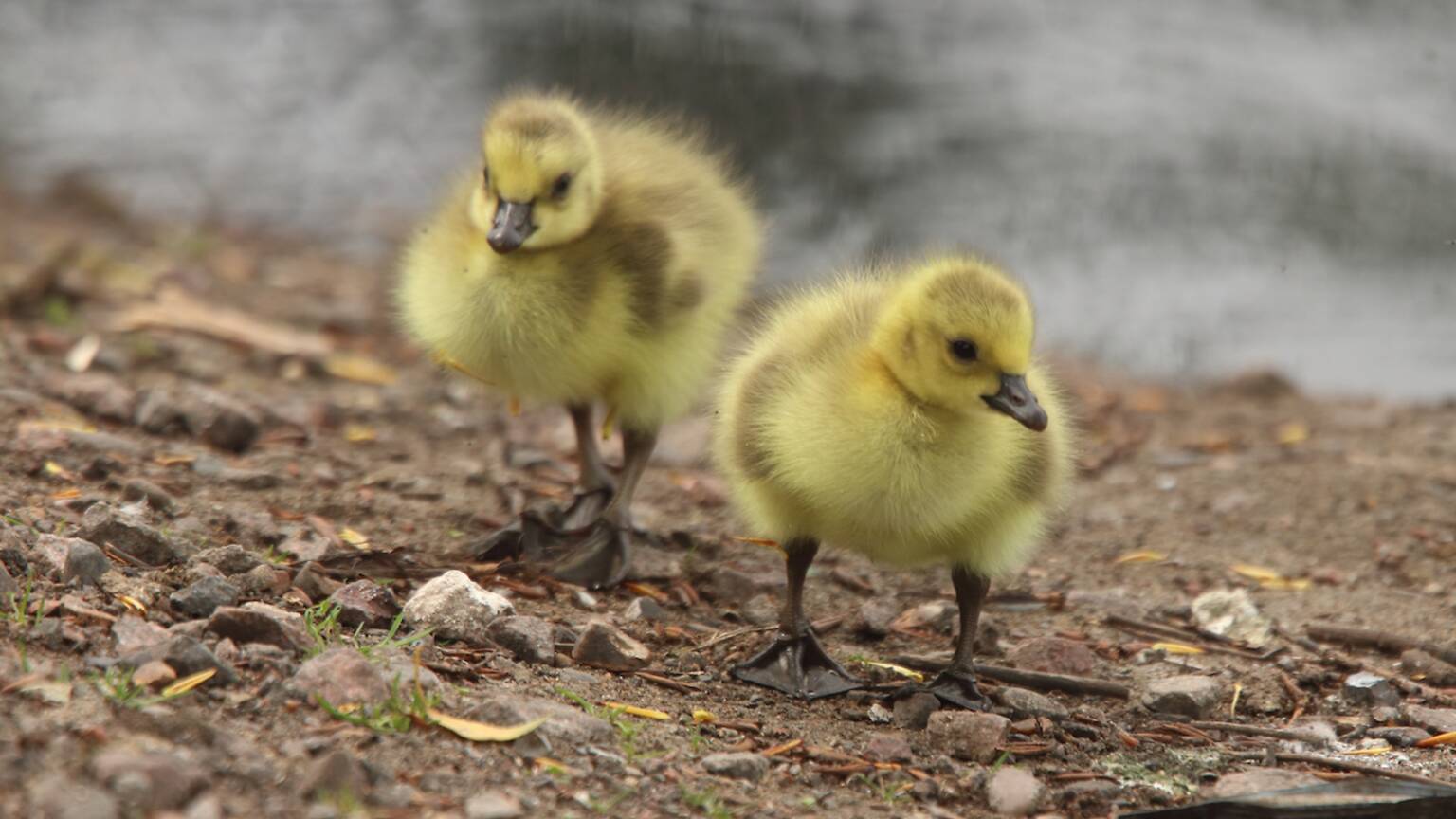 8 places to find adorable baby animals in London this spring