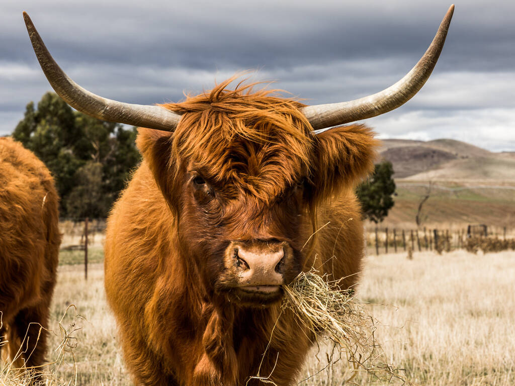 The ultimate Tassie road trip you never knew you needed